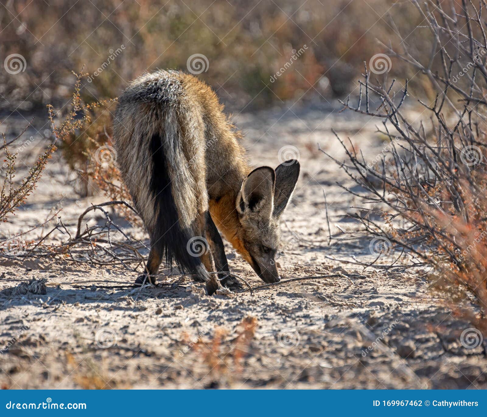 Bat-eared Fox stock photo. Image of ears, outdoor, grass - 169967462