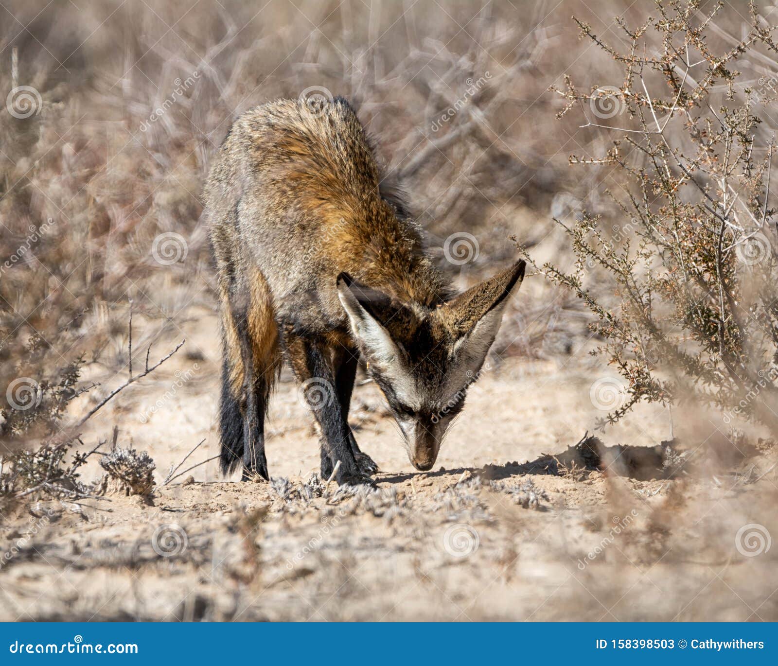 Bat-eared Fox stock image. Image of desert, kalahari - 158398503