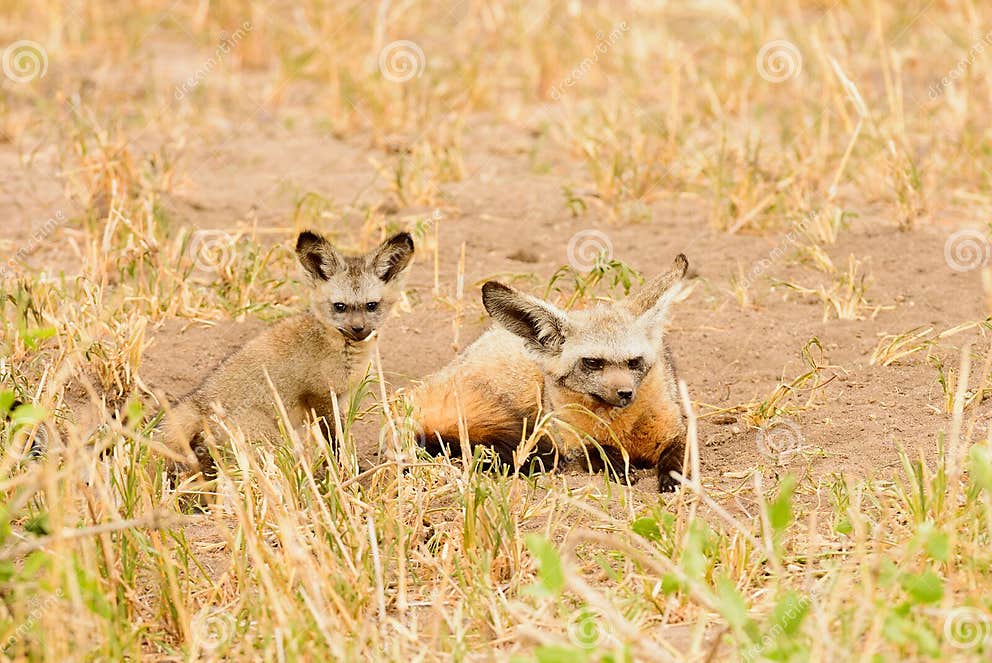 Bat Eared Fox with Kit Watching Stock Photo - Image of animal, safari ...