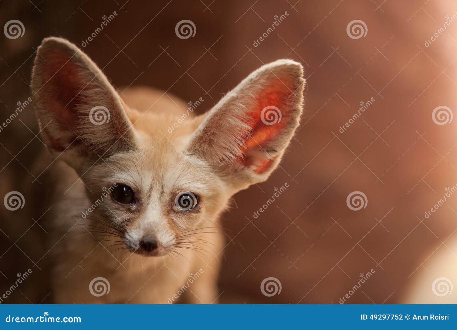 Bat-eared Fox (Otocyon Megalotis). Stock Photo - Image of brown, nature ...