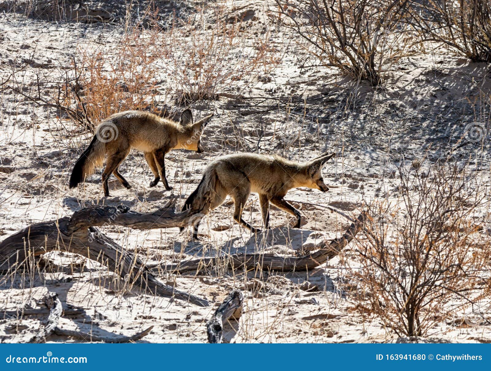 Bat-eared Fox Pair stock photo. Image of megalotis, carnivore - 163941680