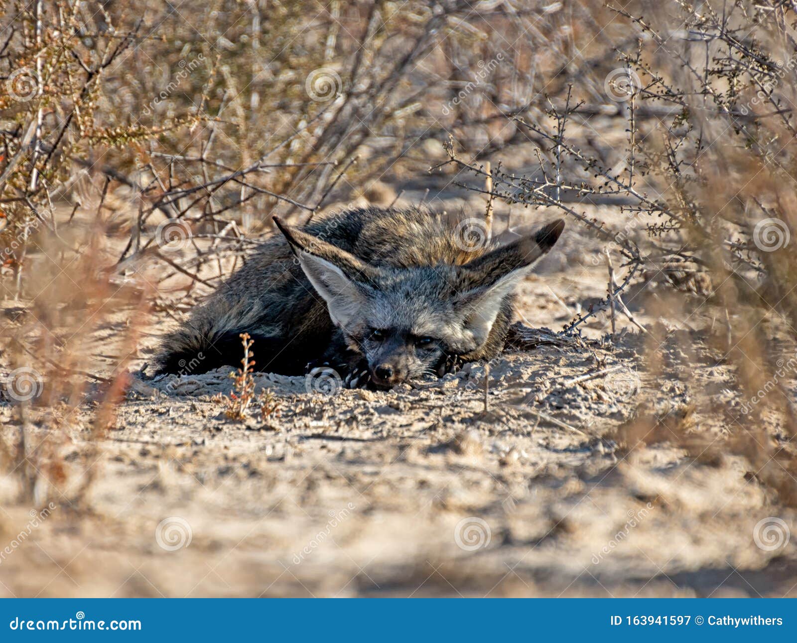 Bat-eared Fox stock image. Image of lone, habitat, grass - 163941597