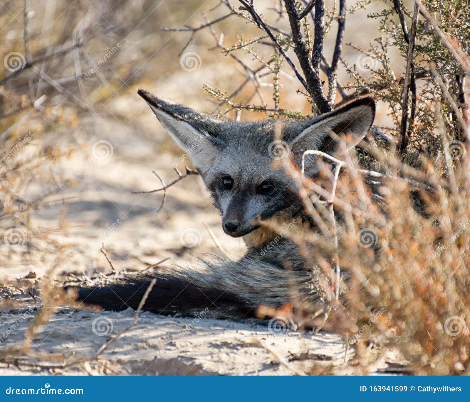 Bat-eared Fox stock image. Image of animal, heat, africa - 163941599
