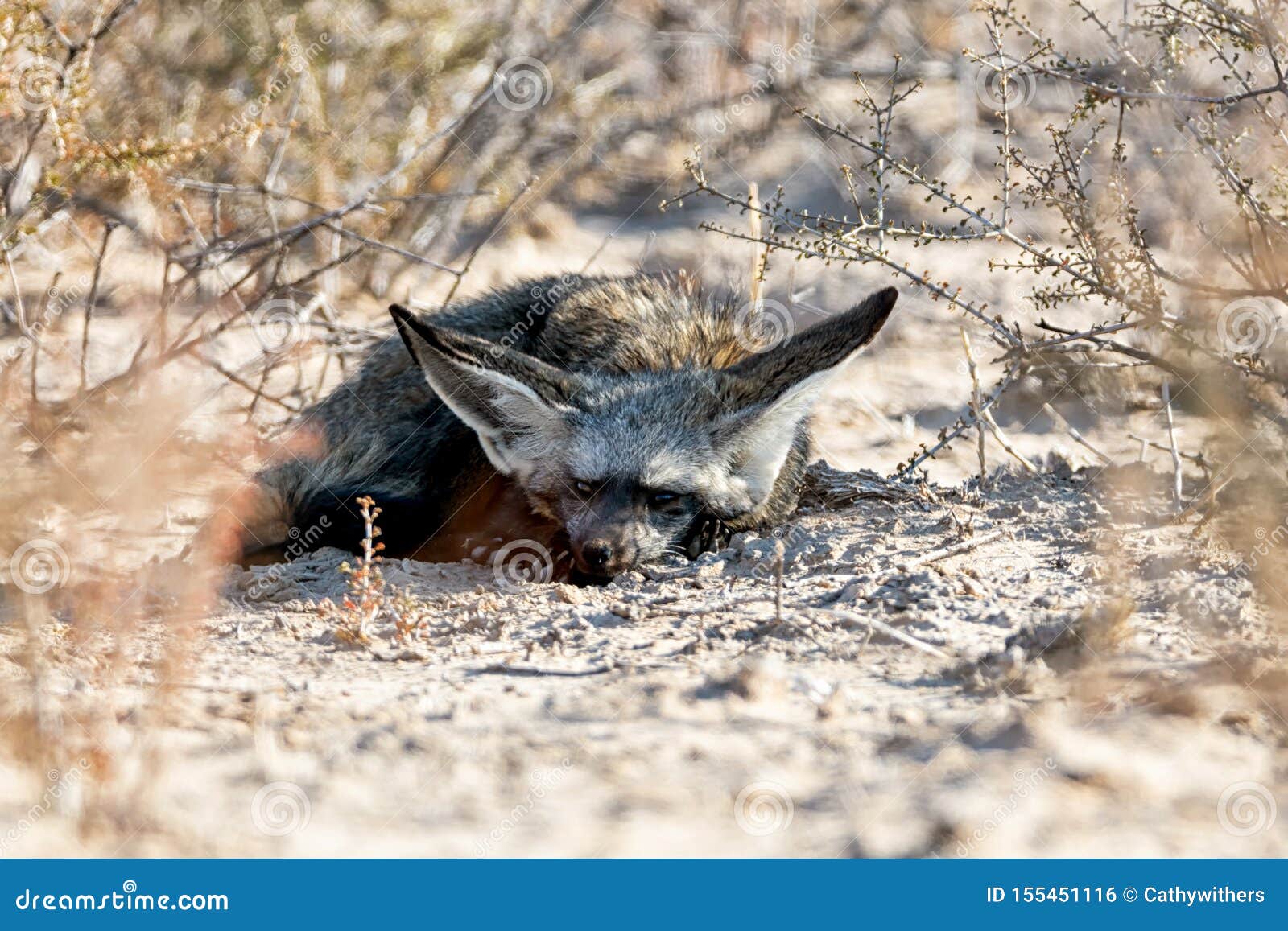 Bat-eared Fox stock photo. Image of creature, eater - 155451116
