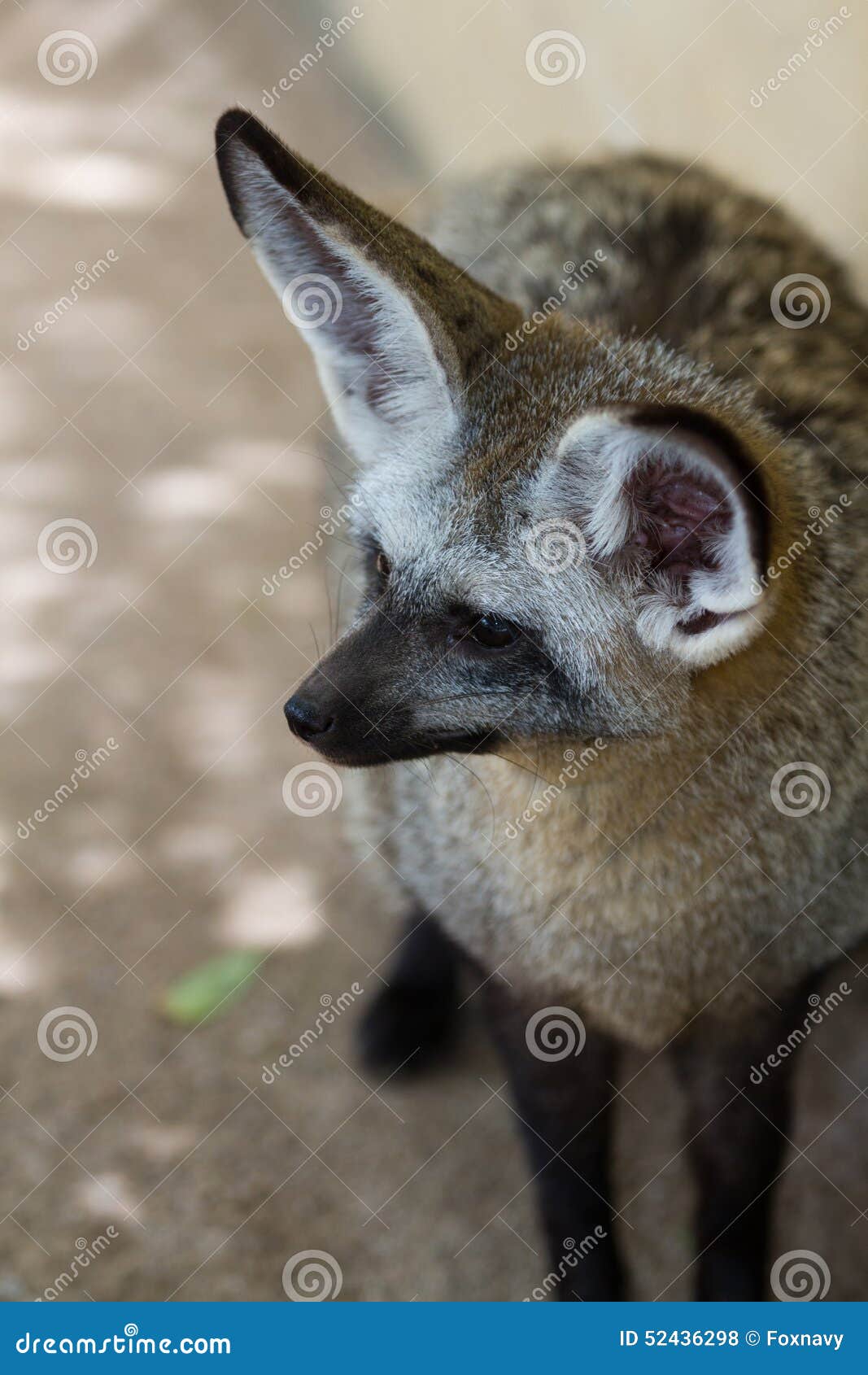 Bat-eared fox stock photo. Image of cunning, eared, portrait - 52436298