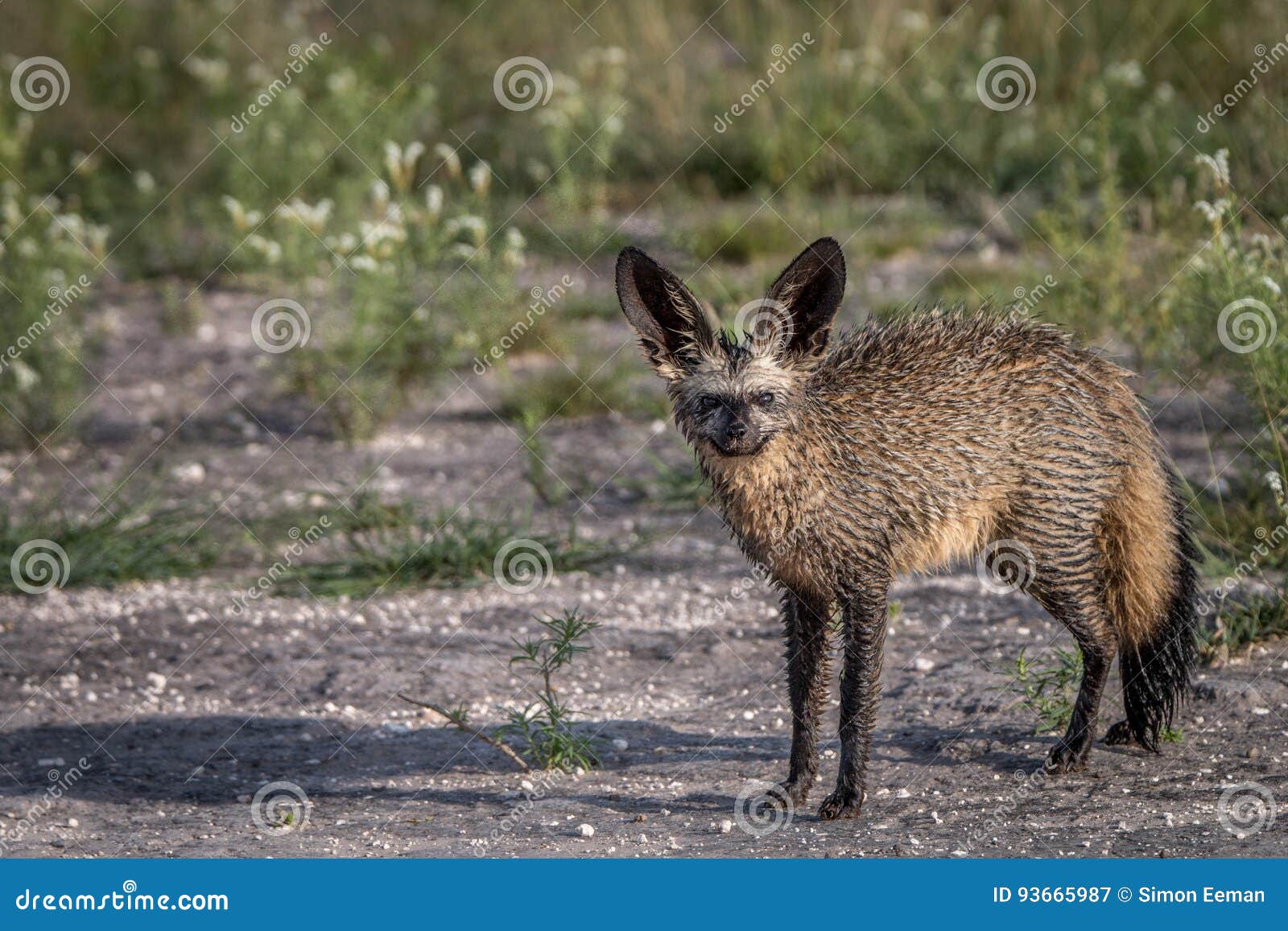 Bat-eared Fox Starring At The Camera. Royalty-Free Stock Photography ...