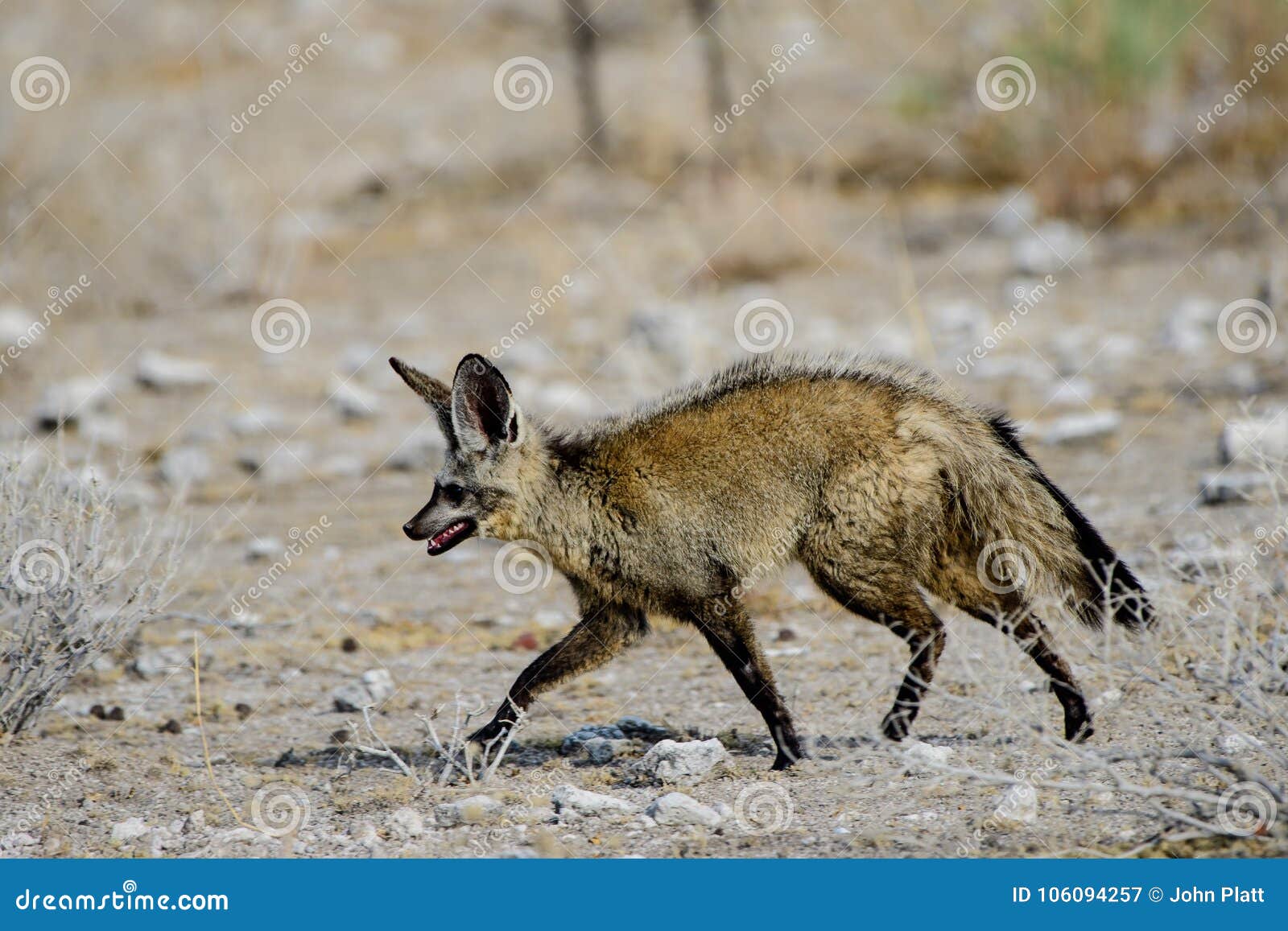 Bat eared fox walking past stock image. Image of prowling - 106094257