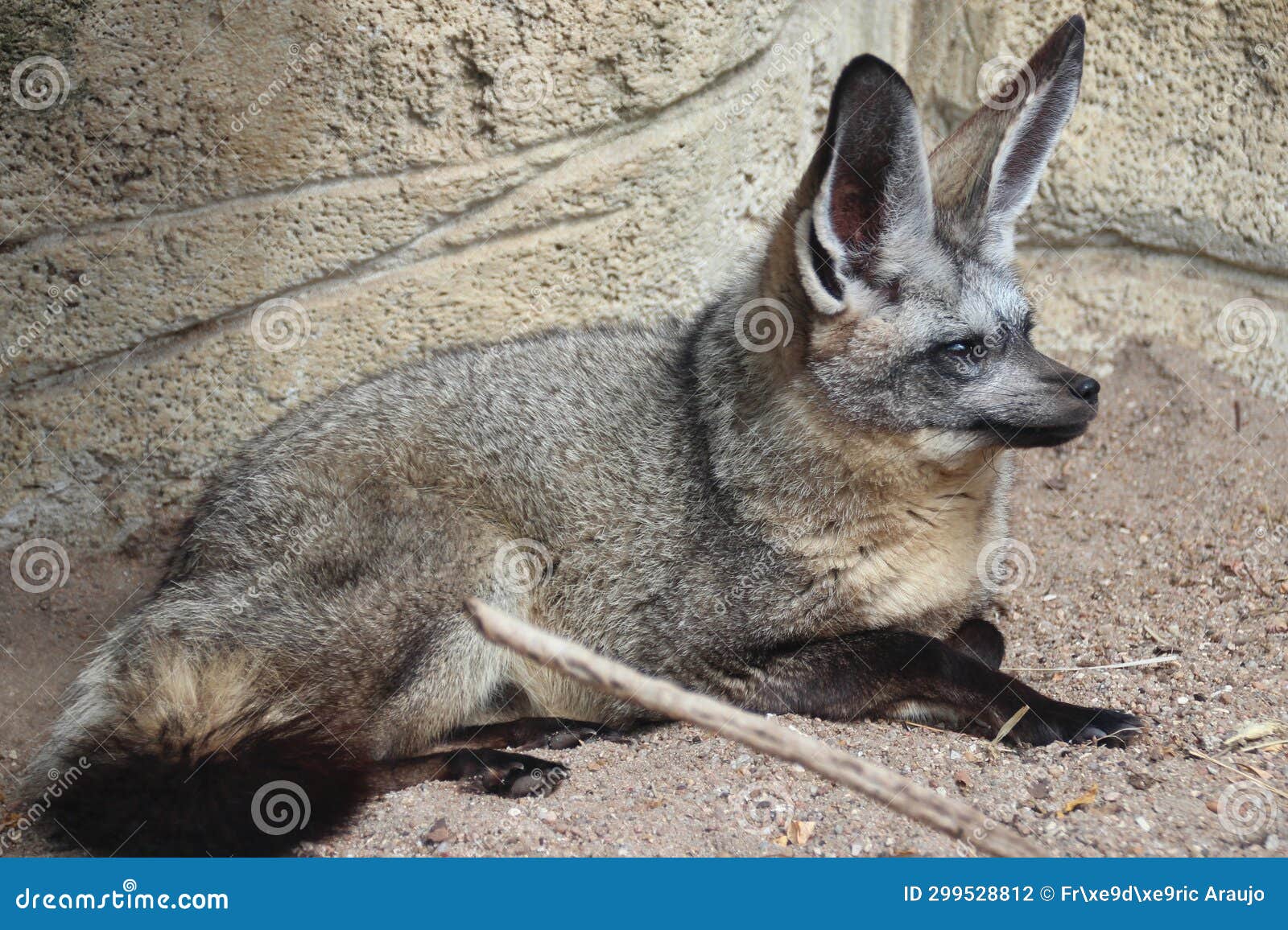 Bat-eared Fox in a Zoo (france) Stock Photo - Image of eared, wild ...