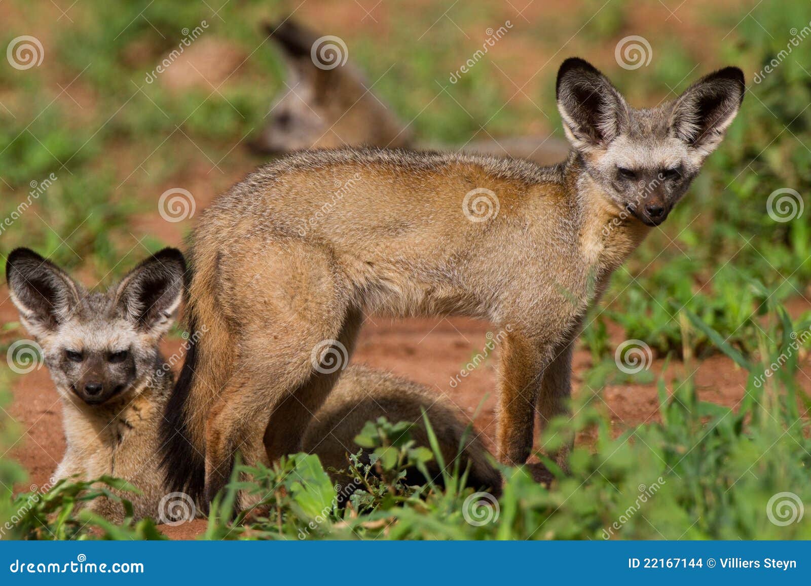 Bat-eared foxes stock photo. Image of alert, massive - 22167144