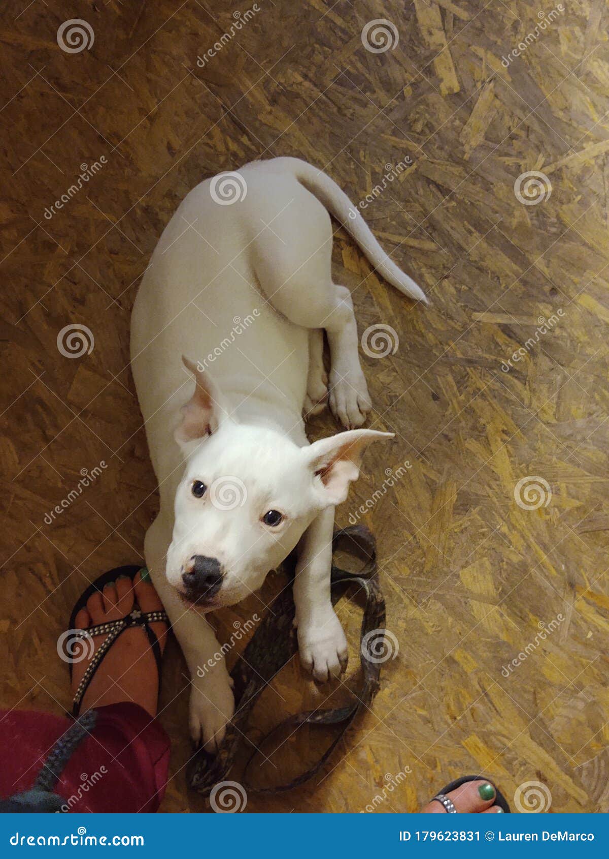 Bat ears demon dog stock image. Image of whiskers, goats - 179623831