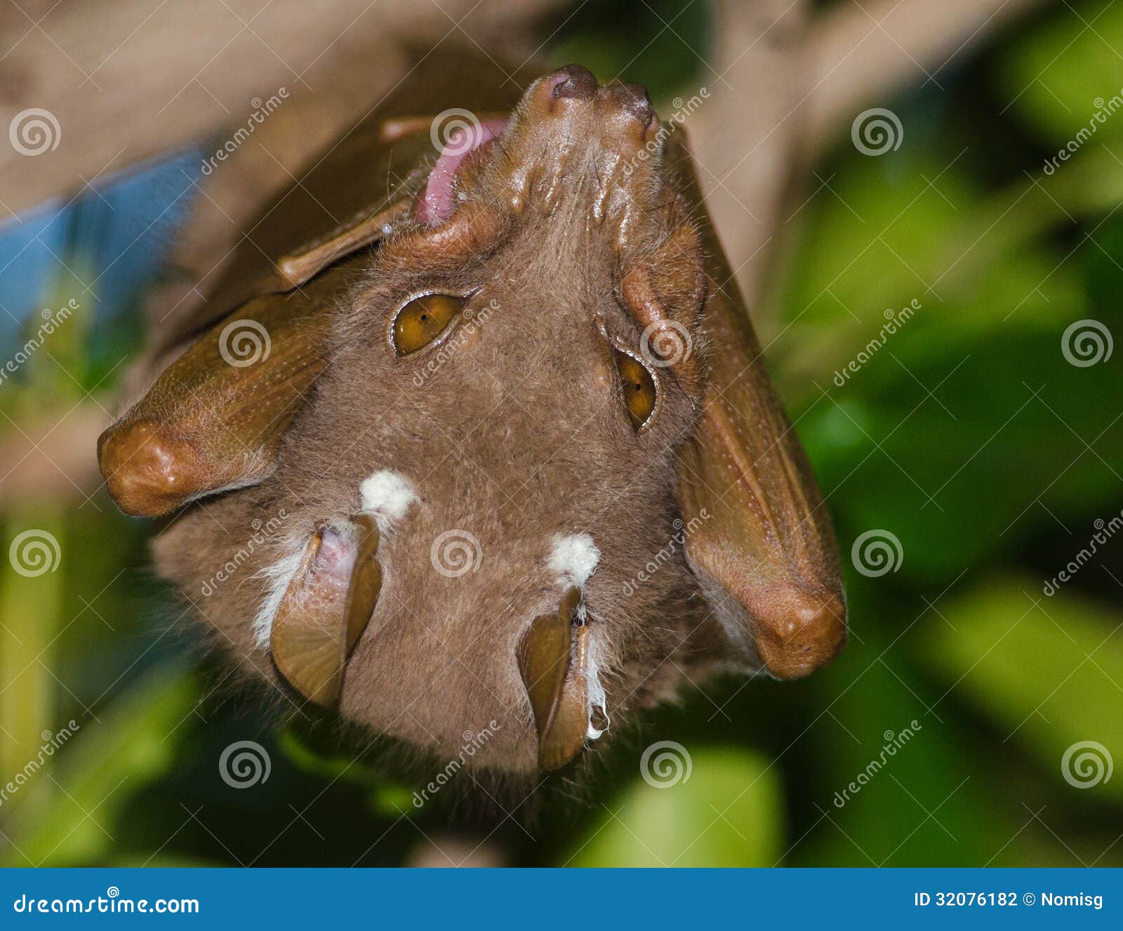 Bat face stock photo. Image of blood, mammal, wildlife - 32076182