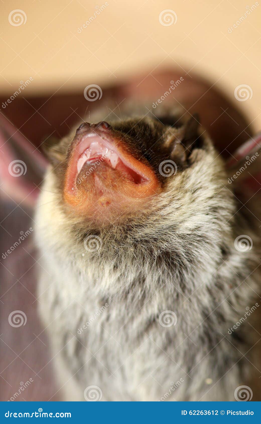 Bat fangs stock photo. Image of wings, vampire, mammal - 62263612