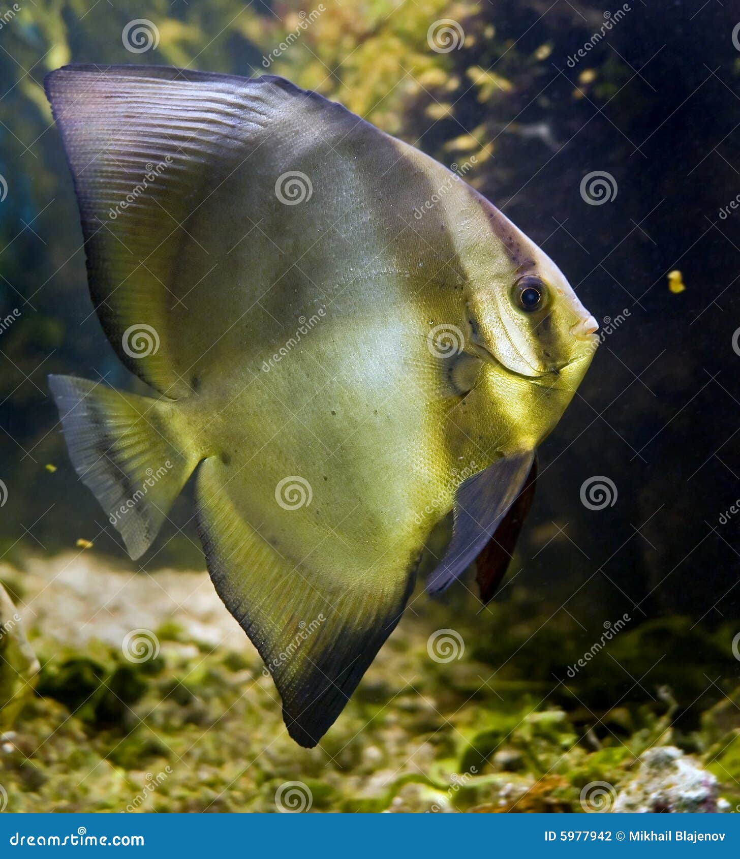 Bat fish 1 stock photo. Image of multicolored, aquarium - 5977942