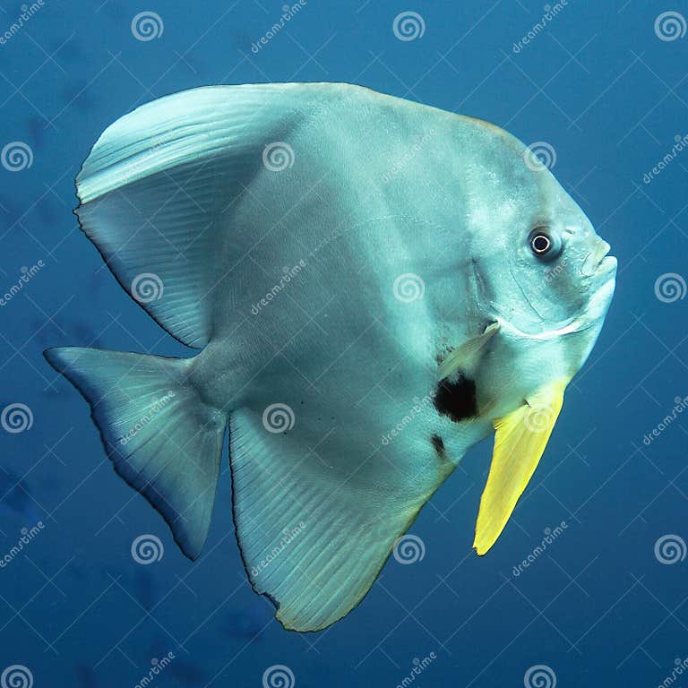 Bat fish stock image. Image of fish, paradise, travel - 10120001