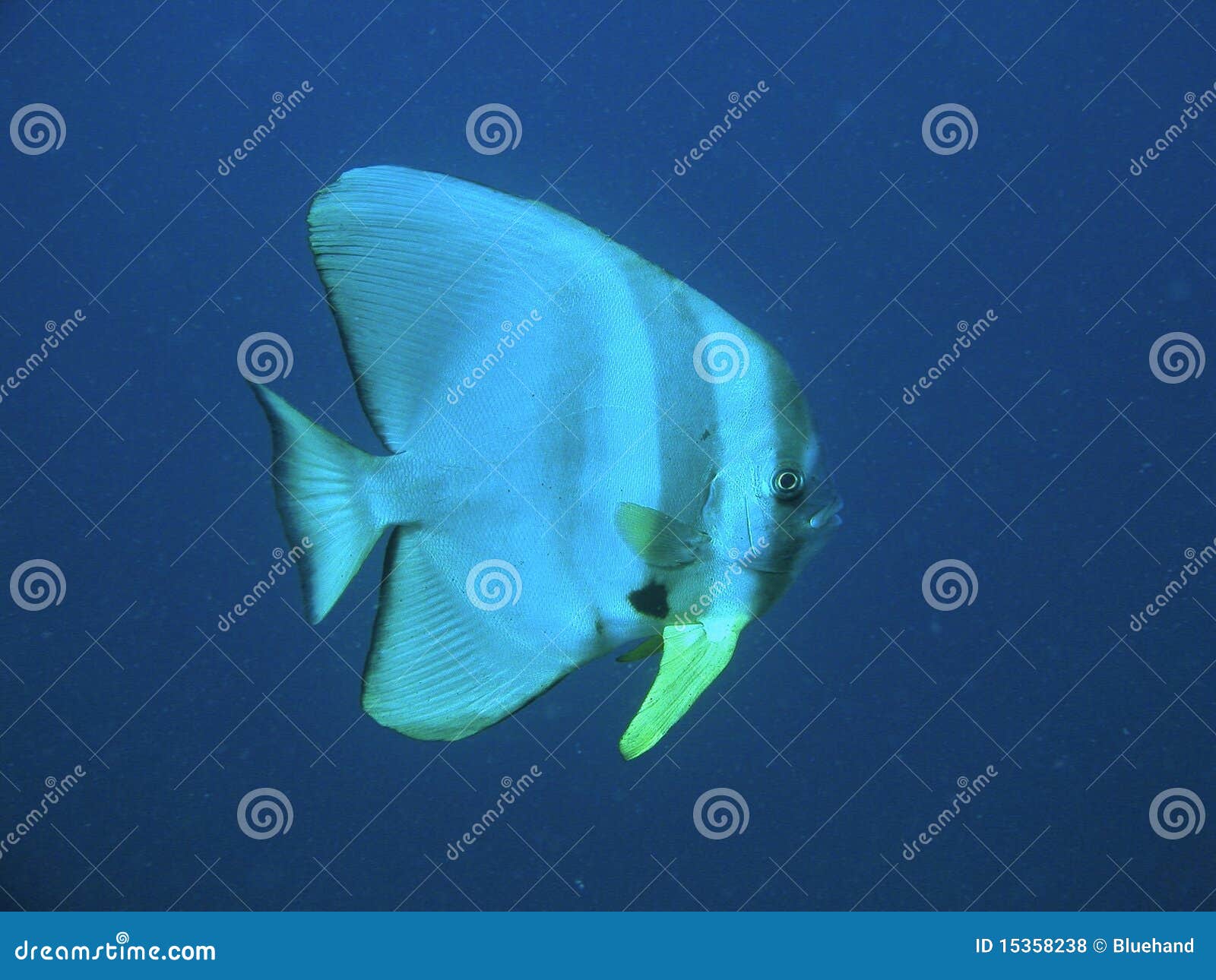 Bat fish stock photo. Image of dive, alive, ocean, blue - 15358238