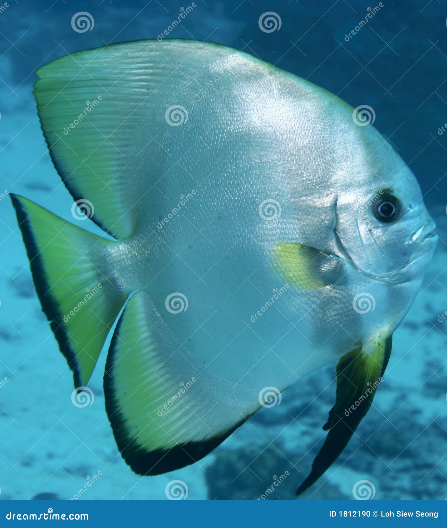 Bat fish stock photo. Image of open, adult, swimming, shore - 1812190