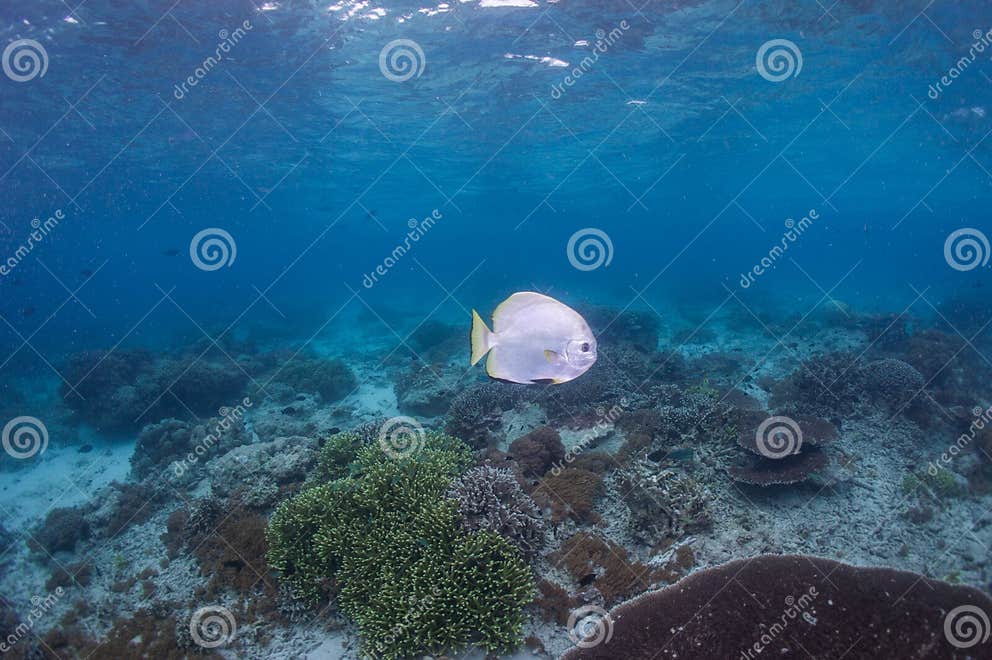 Bat fish stock image. Image of fins, cross, buddy, camera - 28167329