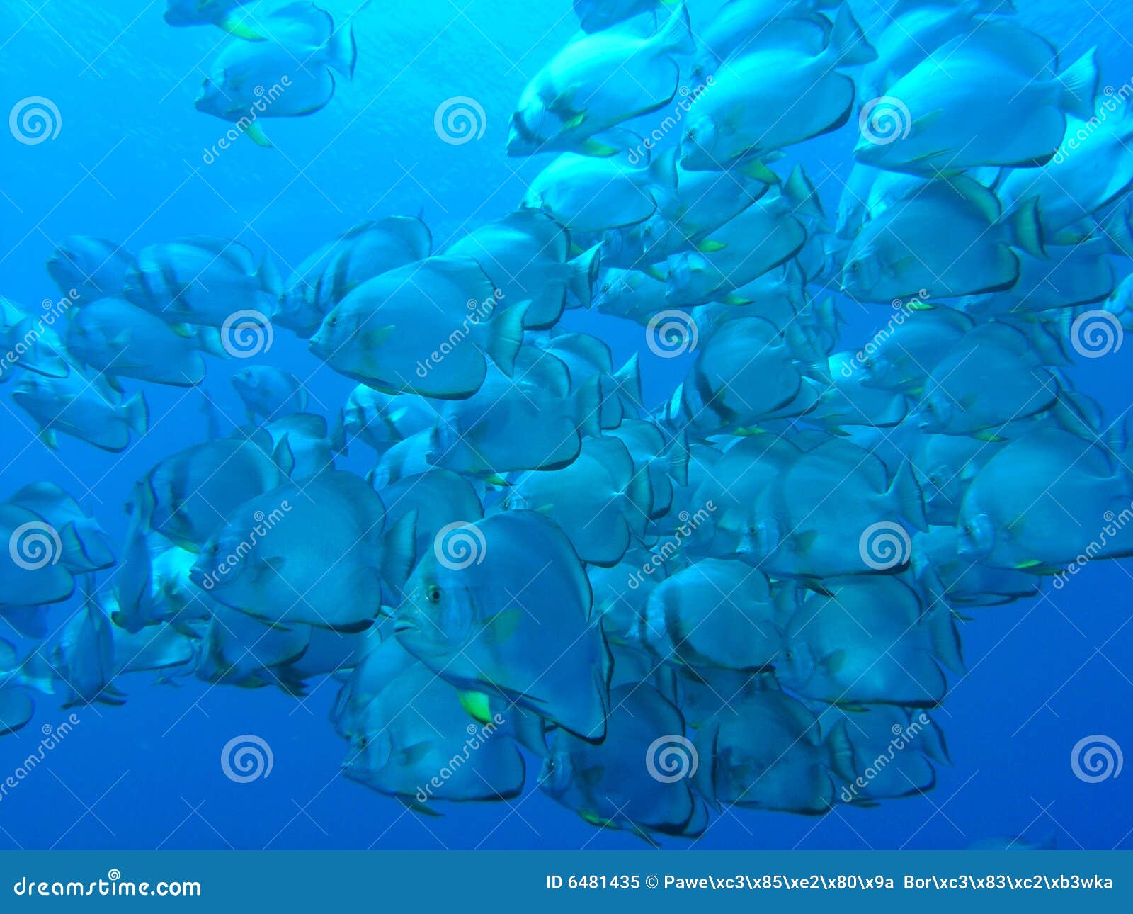 Bat fish stock image. Image of coral, sport, snorkeling - 6481435