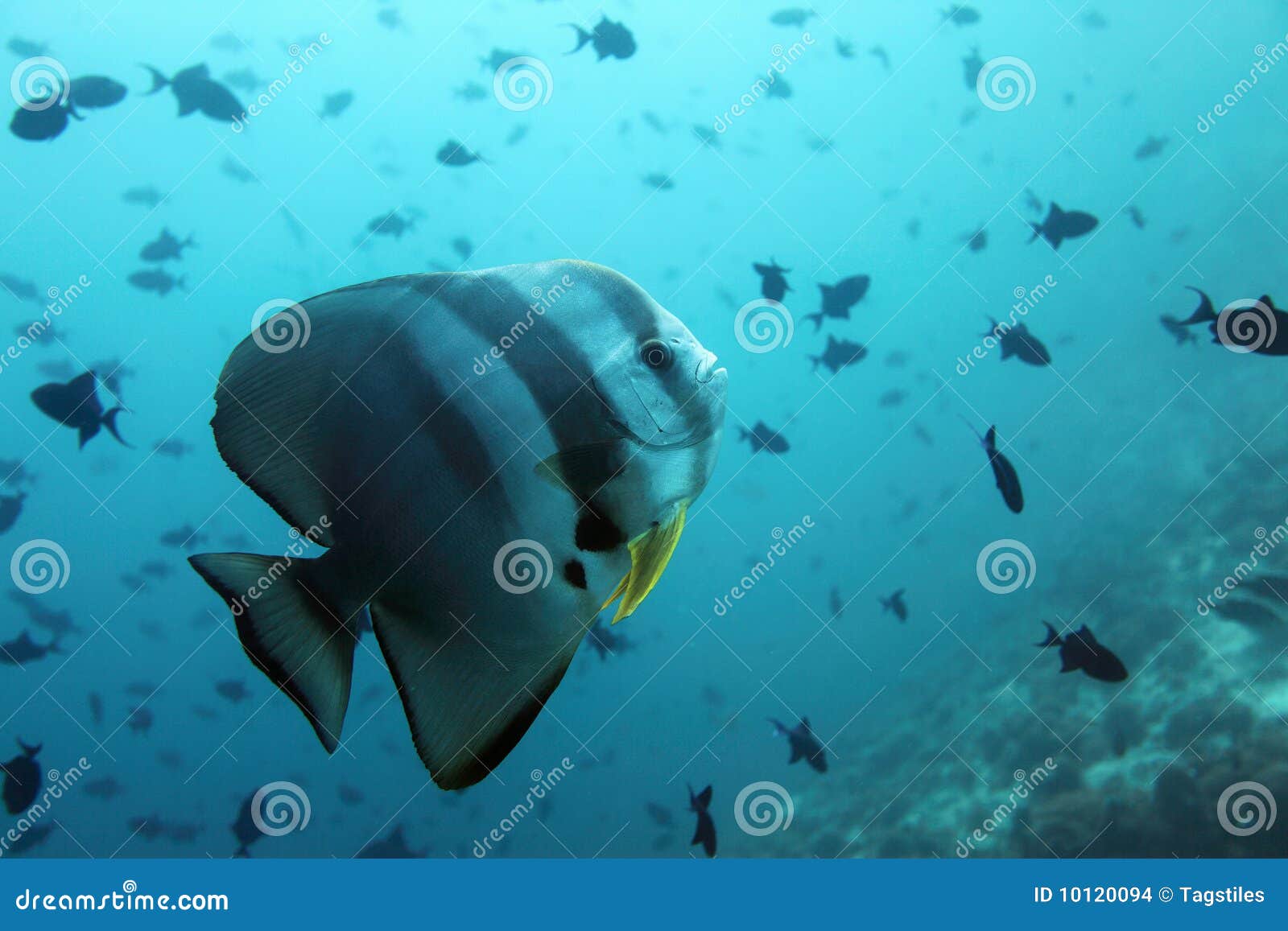 Bat fish - Maldives stock photo. Image of traveling, paradise - 10120094