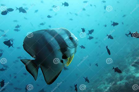 Bat fish - Maldives stock photo. Image of traveling, paradise - 10120094