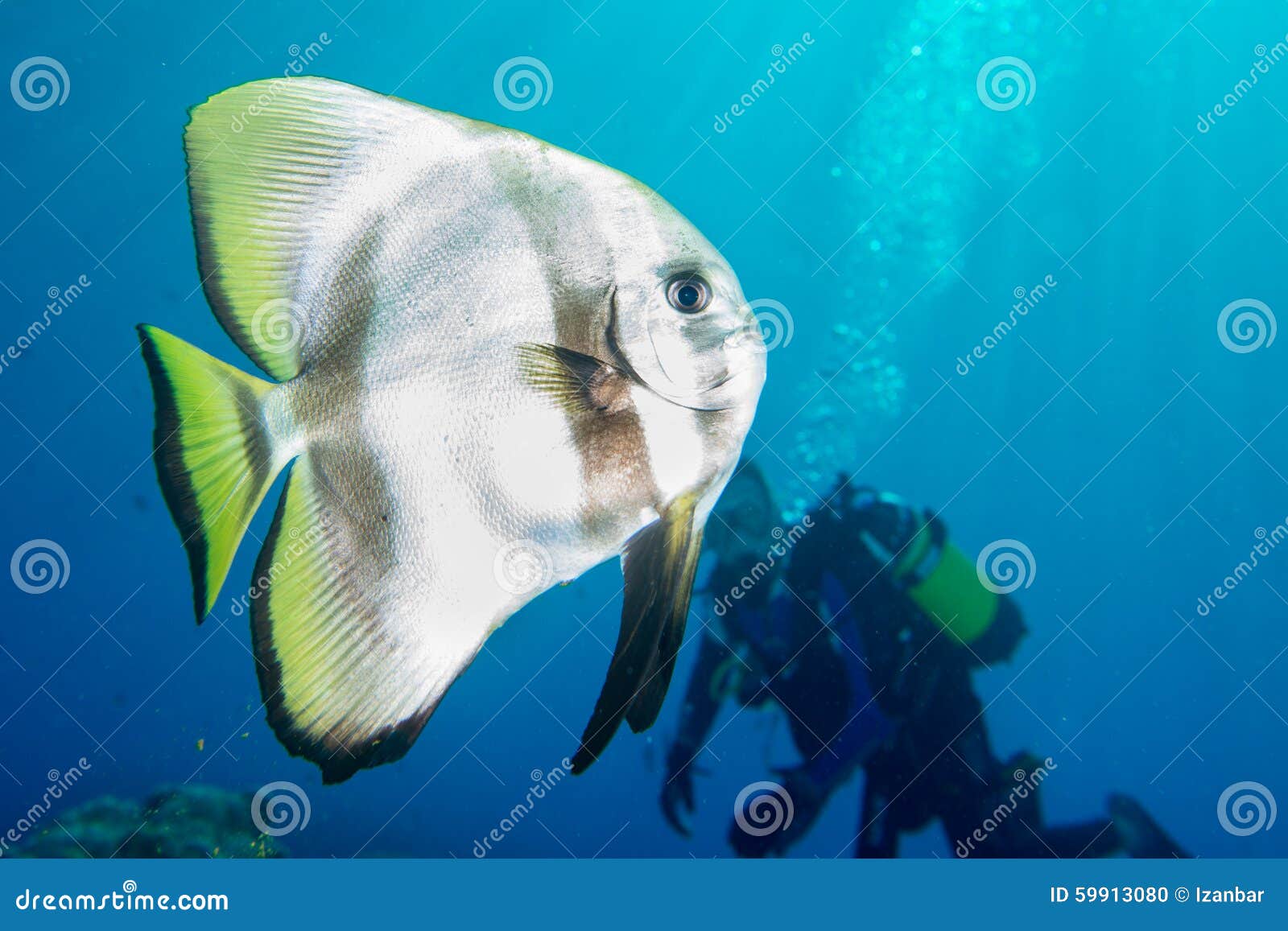 Bat Fish Portrait Diving in Maldives Stock Photo - Image of fish ...