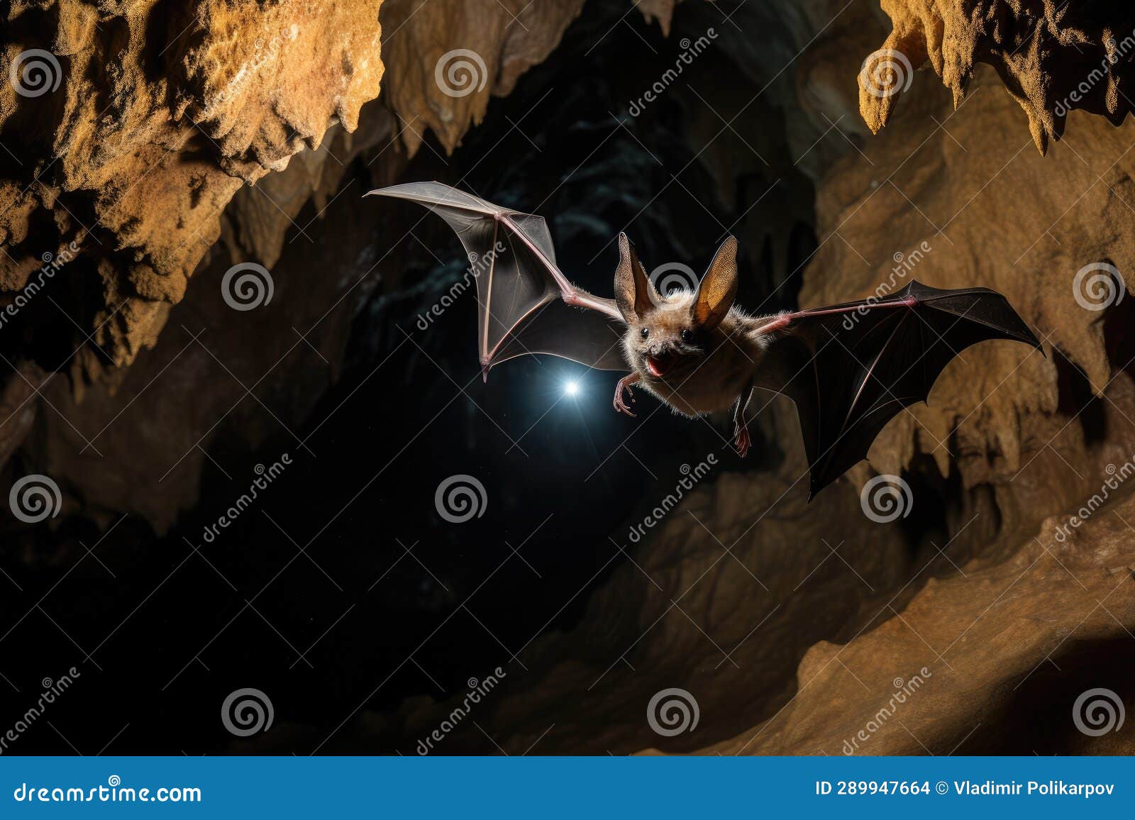 A bat flies in a cave stock photo. Image of mammal, predator - 289947664