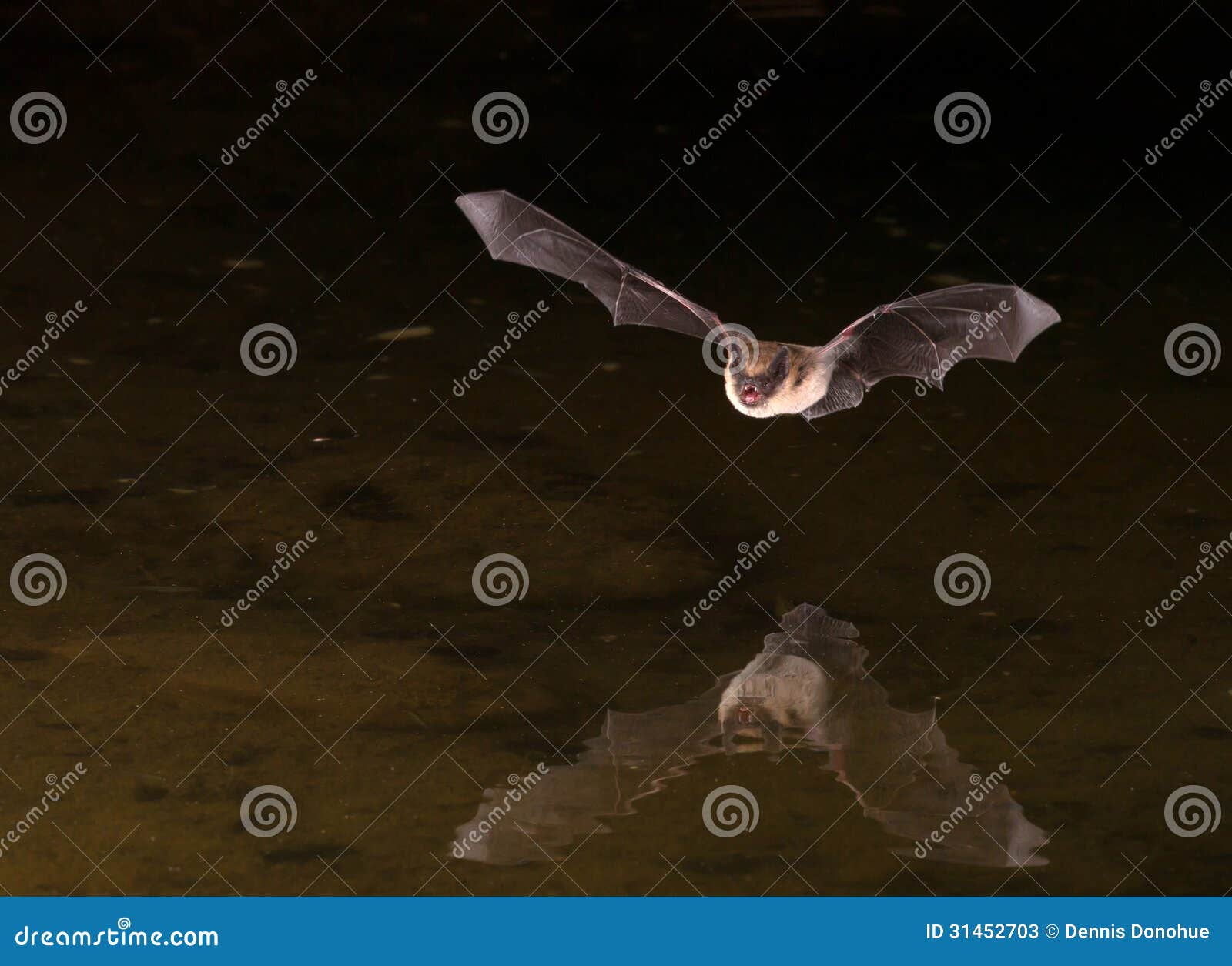 Bat in Flight stock image. Image of arizona, elephant - 31452703