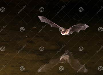 Bat in Flight stock image. Image of arizona, elephant - 31452703