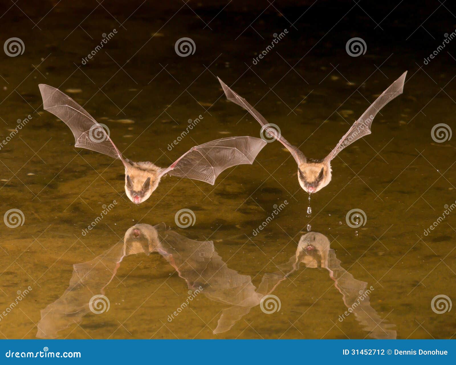 Bat in Flight stock photo. Image of drinking, flash, trigger - 31452712