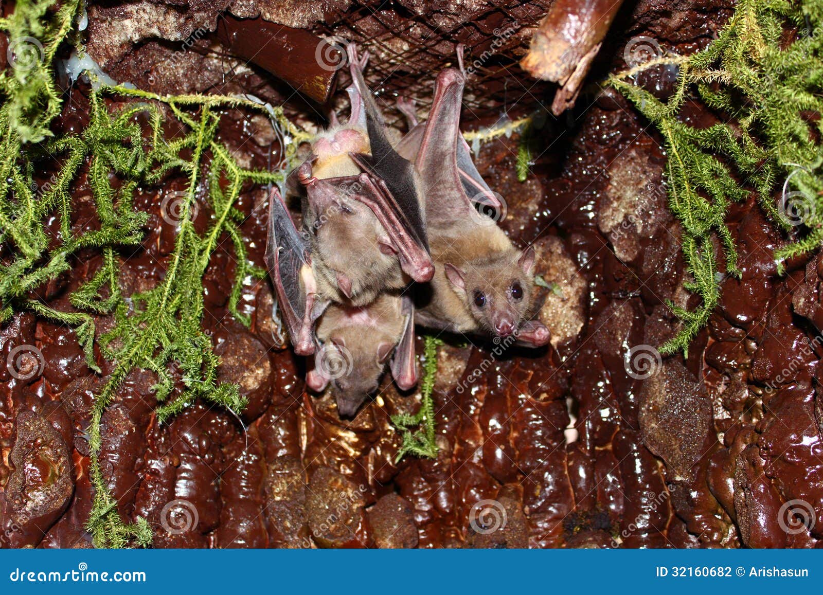 Bat stock photo. Image of fear, damp, mouse, claws, nature - 32160682