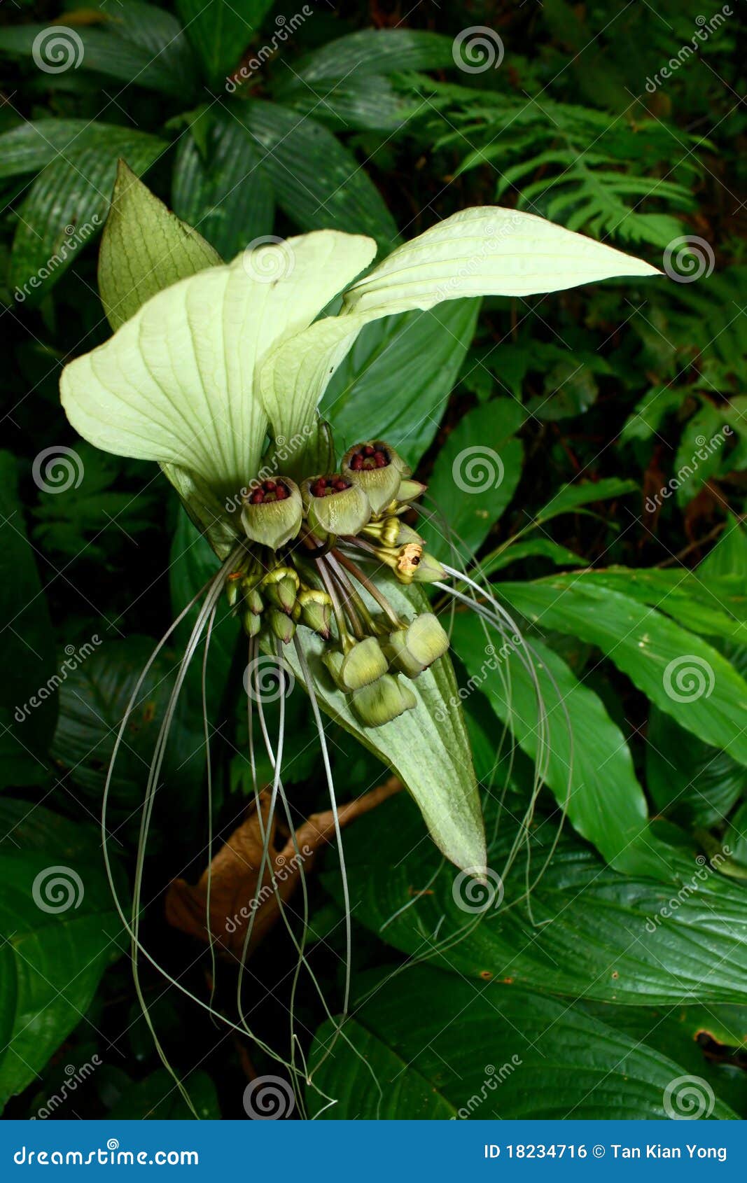 Bat Flower stock photo. Image of seed, lush, rainforest - 18234716