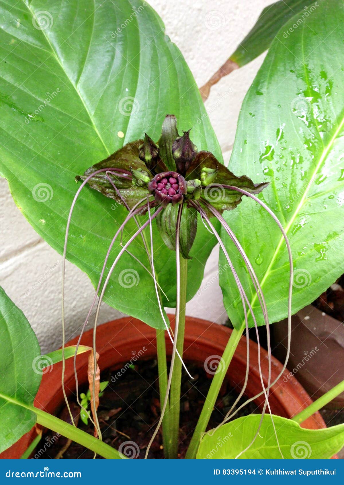 Bat flower stock photo. Image of flora, beautiful, tacca - 83395194