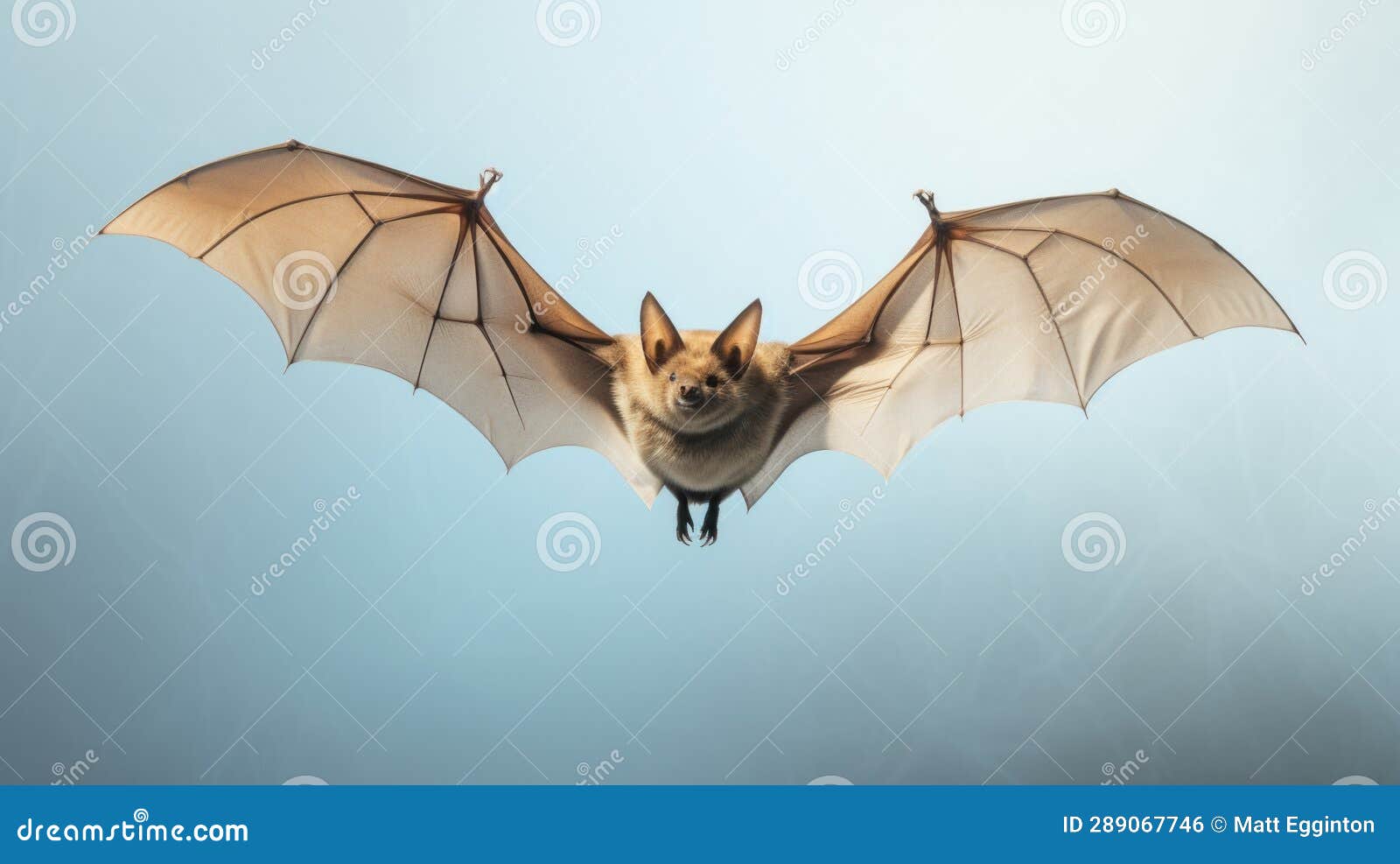 A Bat in Mid-flight with Wings Spread Wide Stock Illustration ...