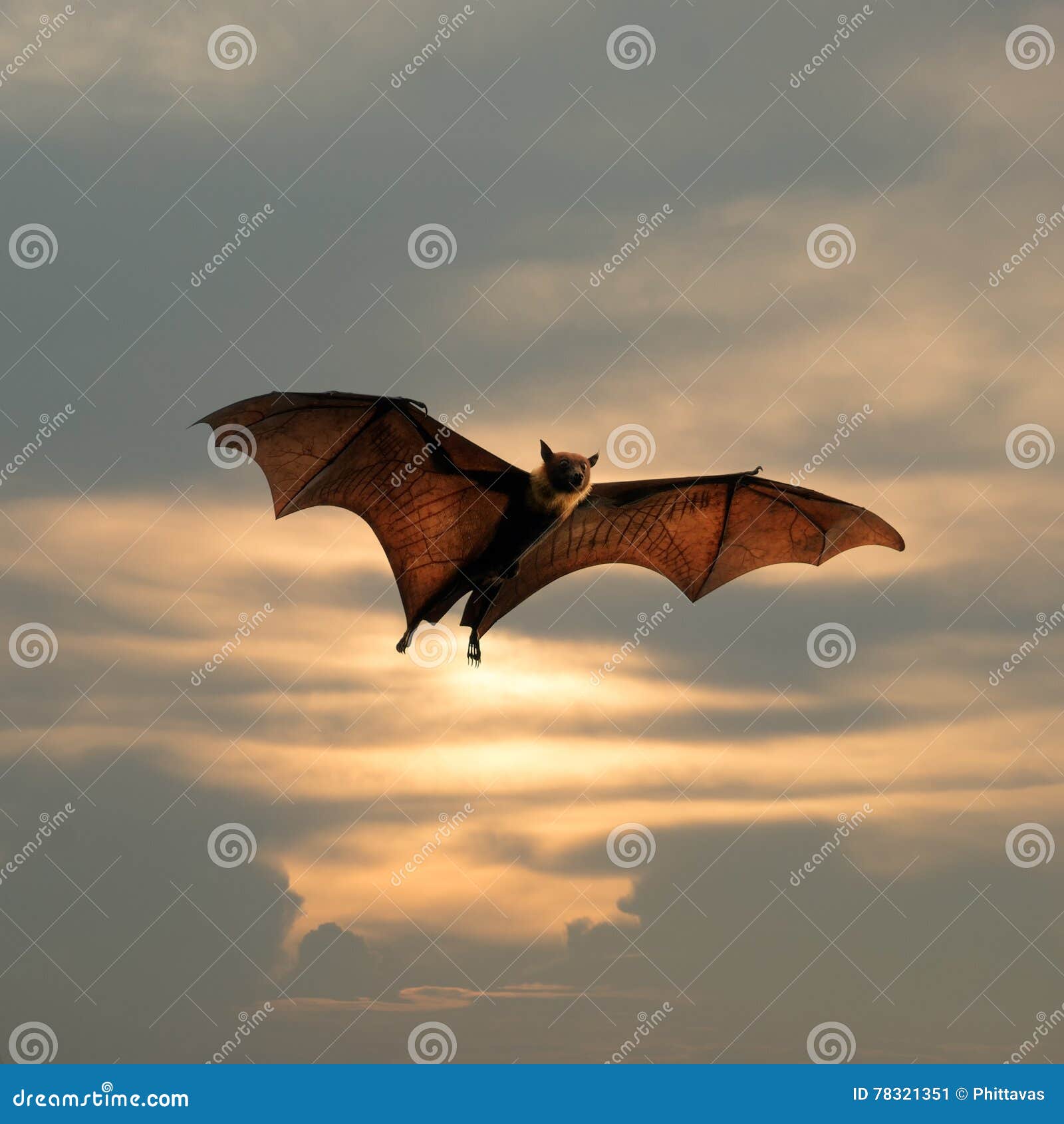 Bat flying stock image. Image of eyes, dangerous, fear - 78321351