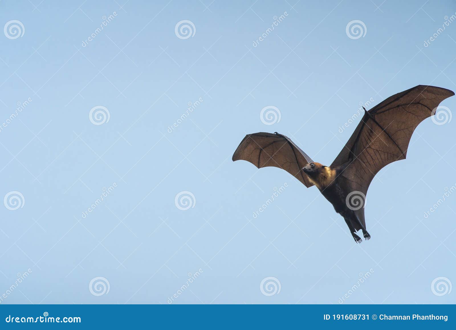 Bat Flying on Blue Sky Background Stock Image - Image of mystery ...