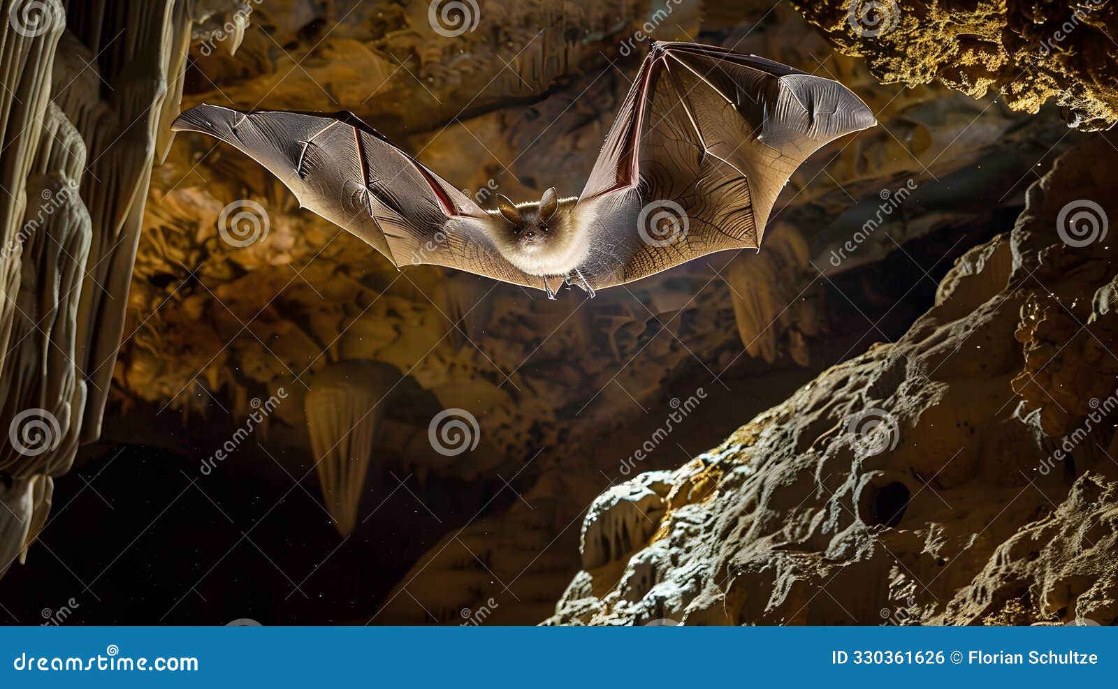 Bat flying in a cave stock illustration. Illustration of biology ...