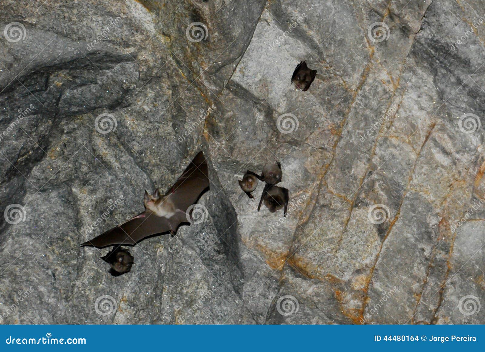 Bat flying stock photo. Image of open, flying, cave, mammal - 44480164