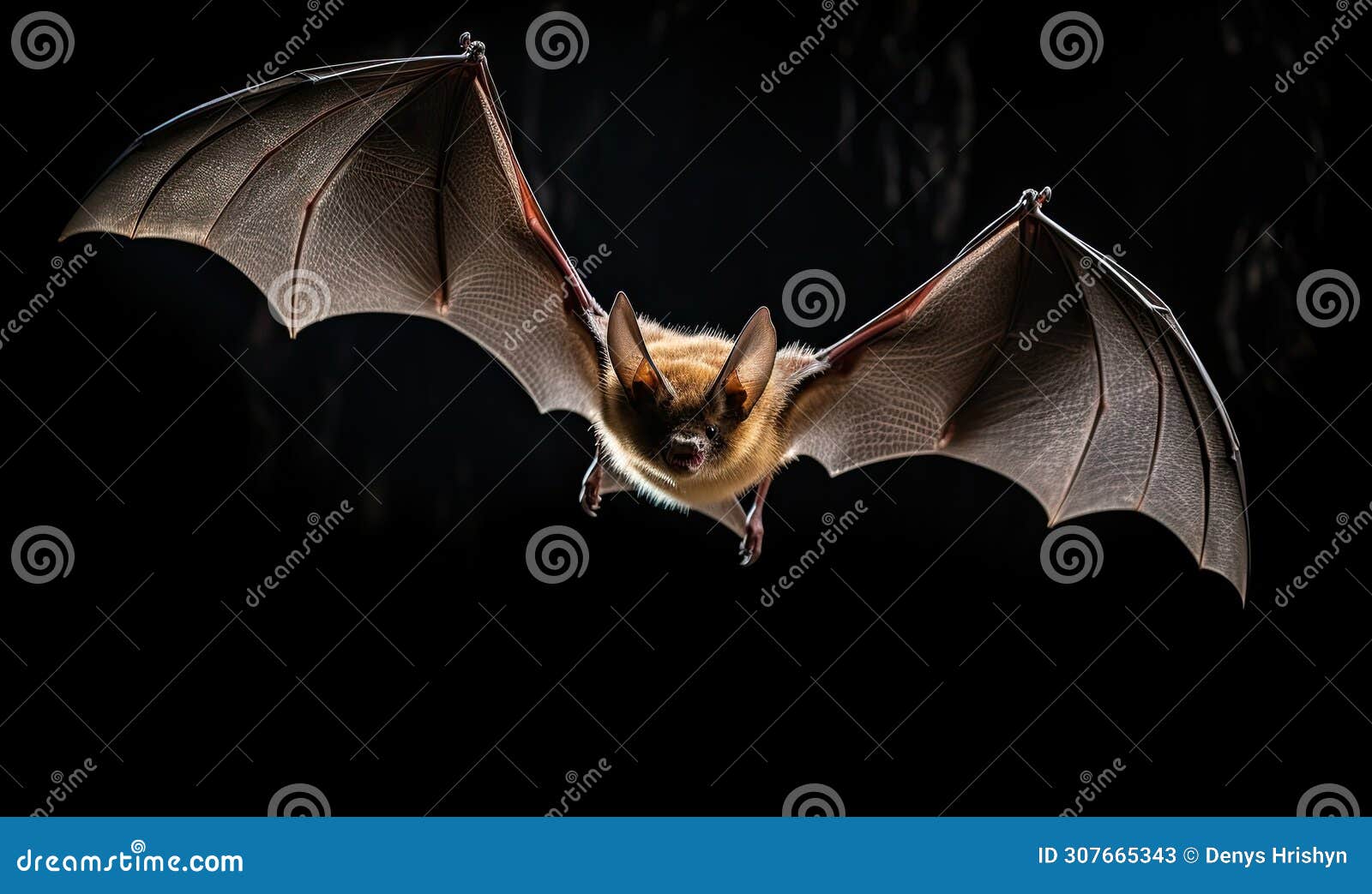Bat Flying in Dark with Spread Wings Stock Illustration - Illustration ...