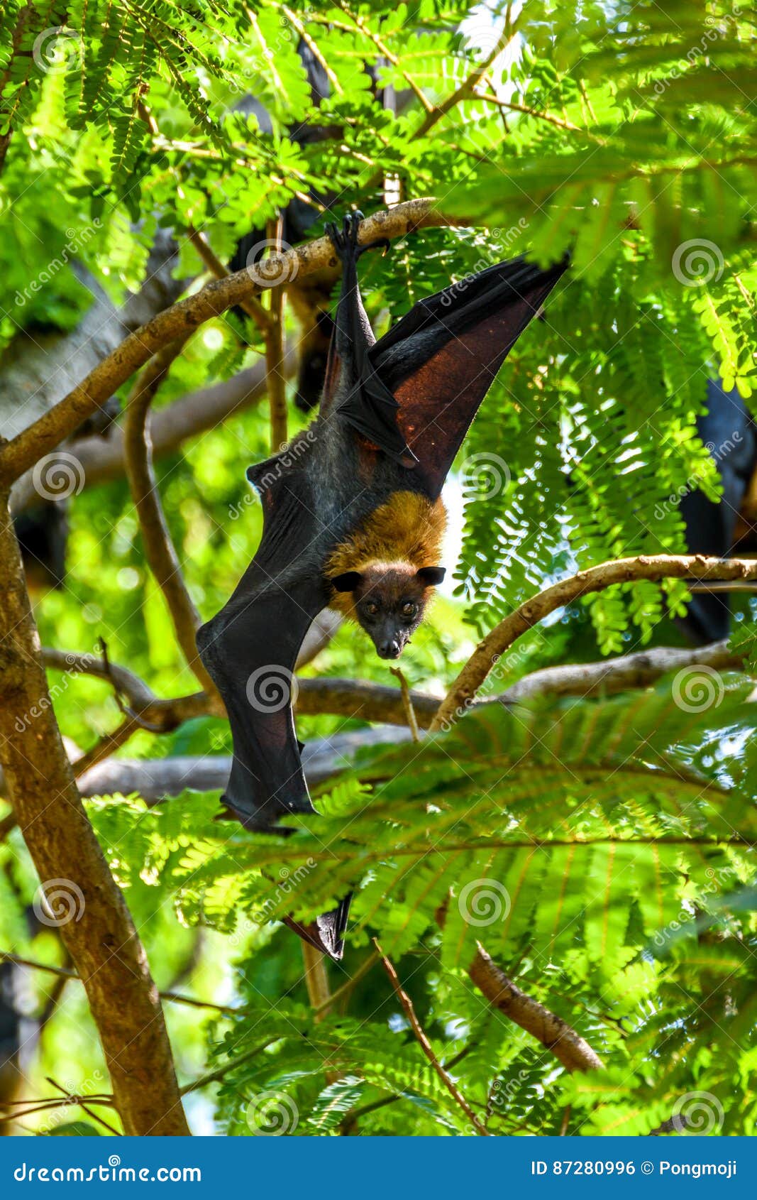 Bat (Flying Fox) Hanging on a Tree Stock Photo - Image of hang ...