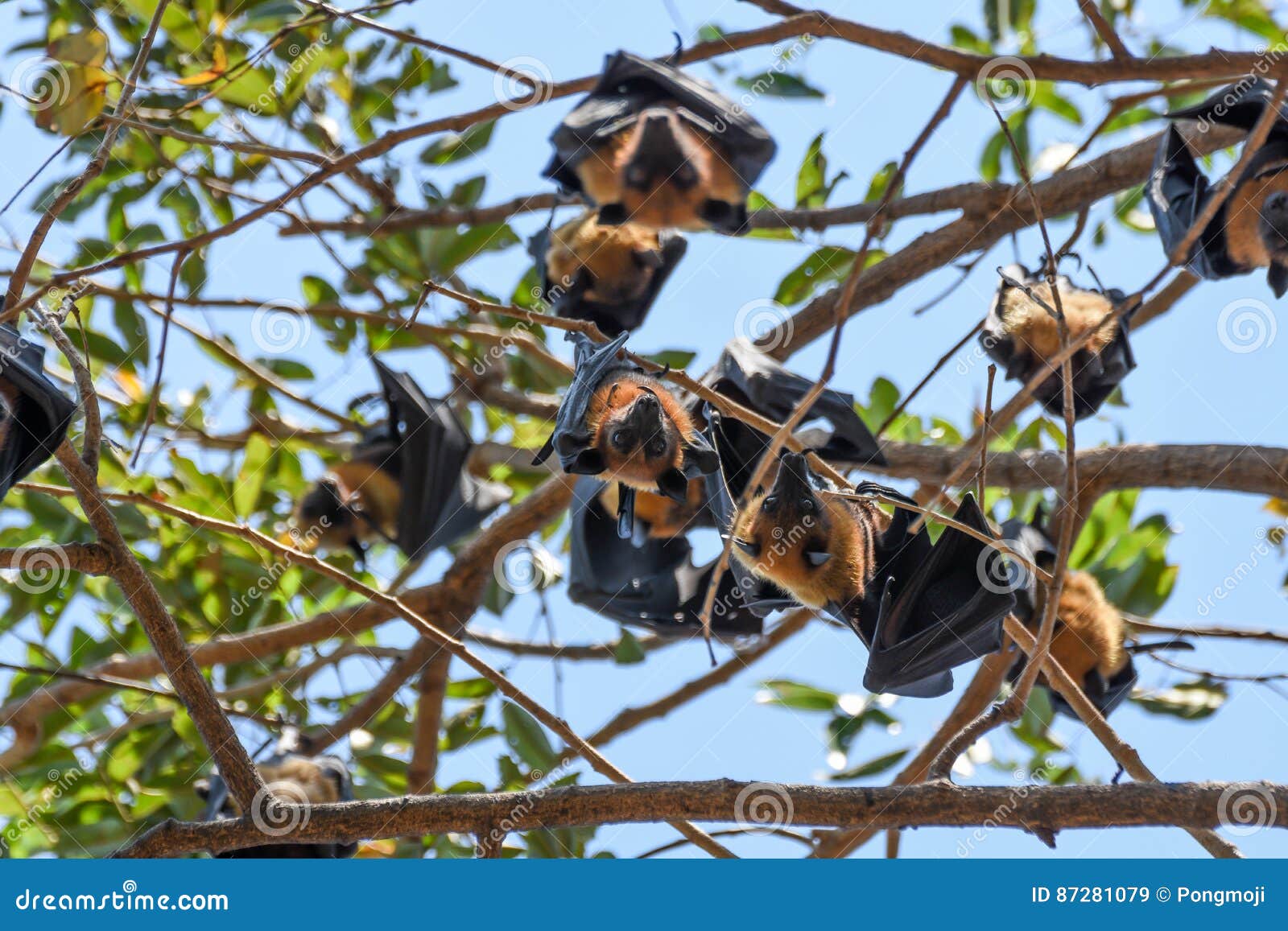 Bat (Flying Fox) Hanging on a Tree Stock Image - Image of jungle ...