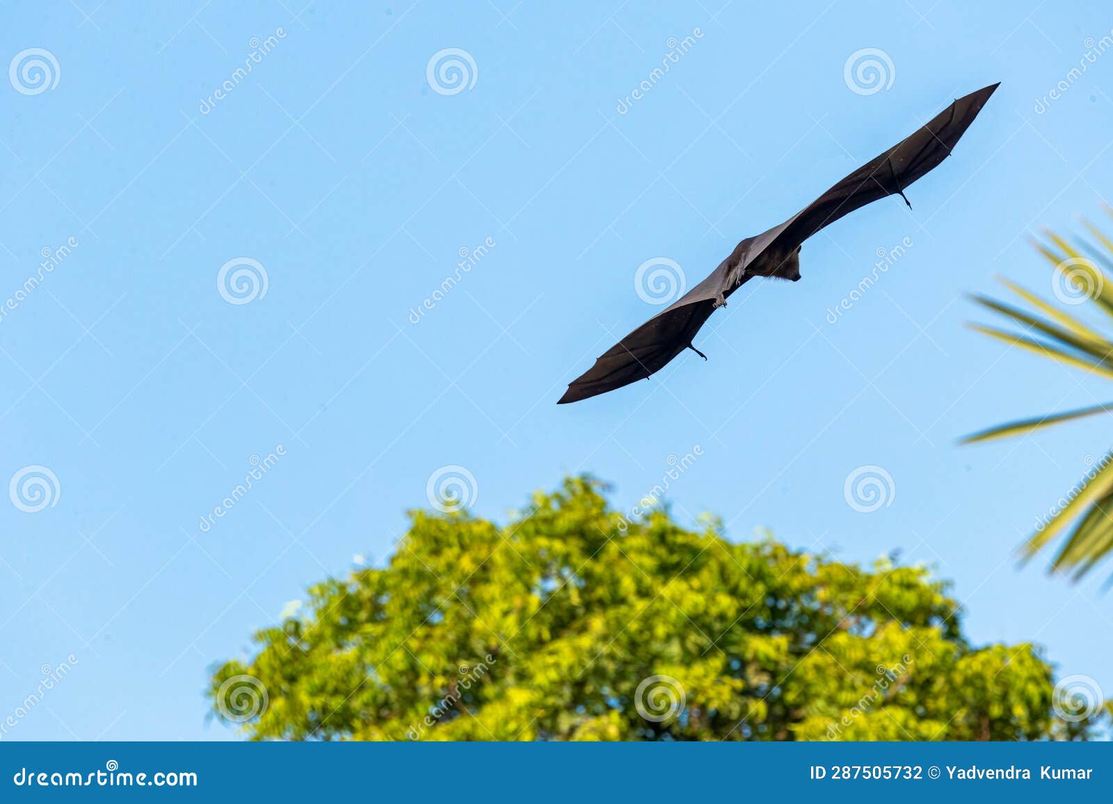 A Bat stock photo. Image of wing, animal, fruit, symbol - 287505732