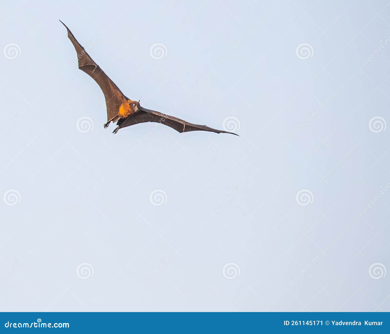A Bat is Flying with Horizontal Wings Stock Image - Image of evil ...