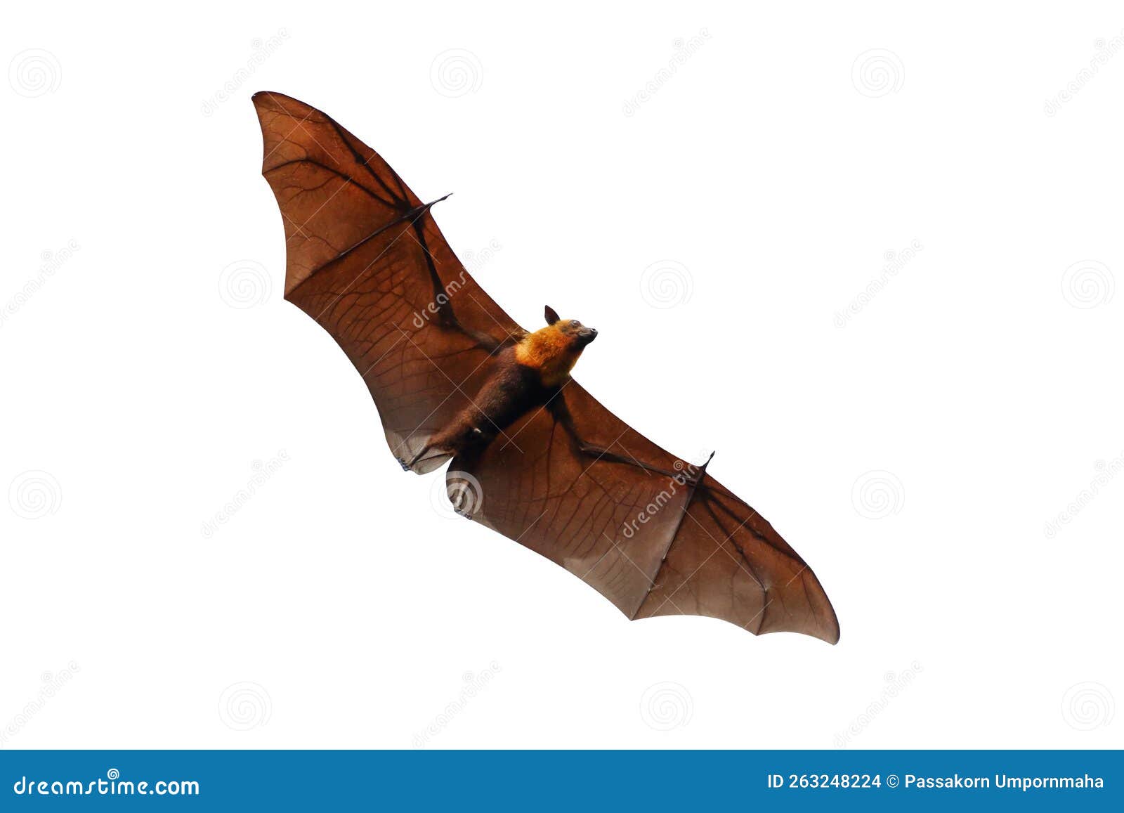 Bat Flying Isolated on White Background. Stock Photo - Image of black ...