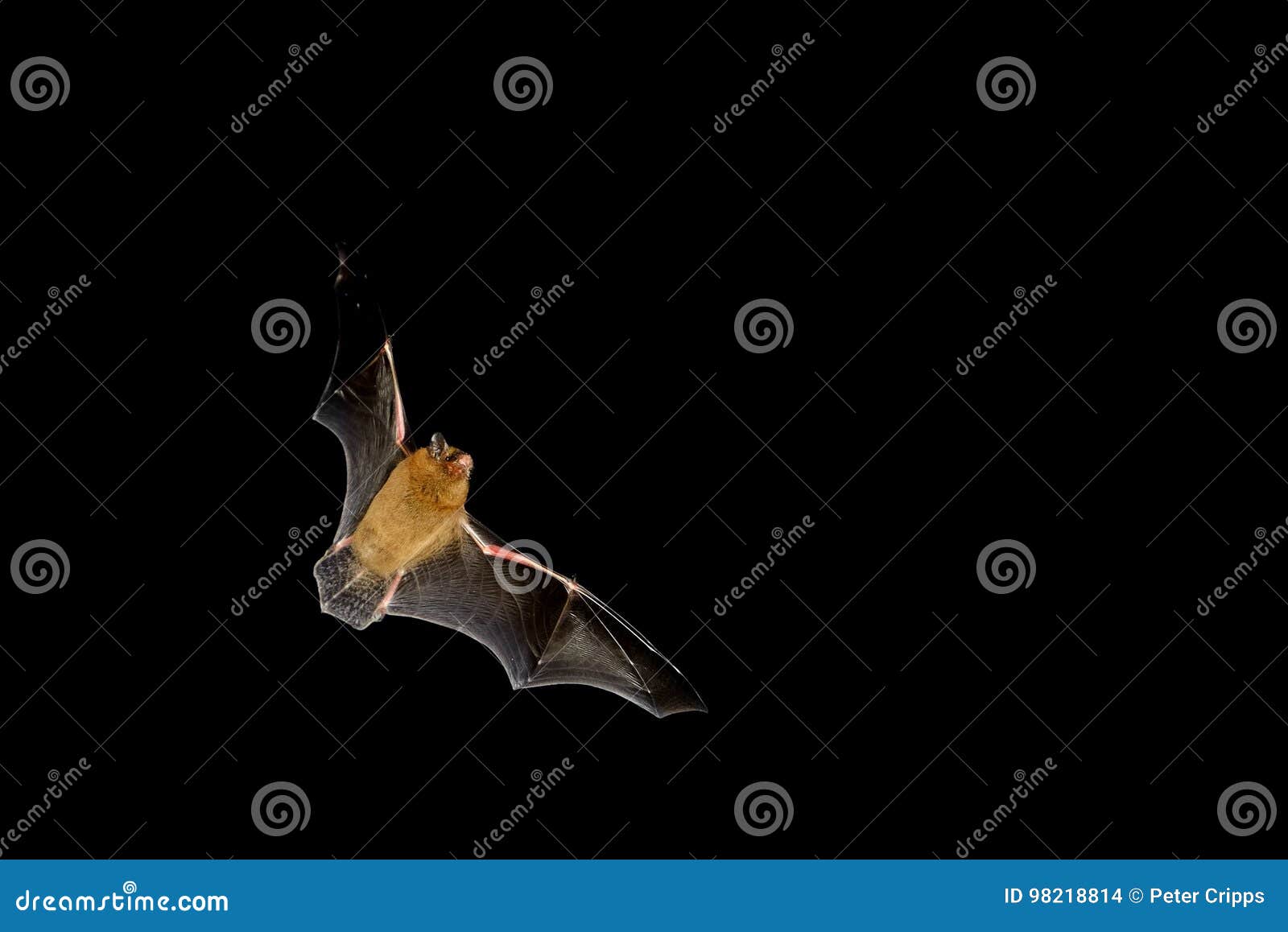 Bat stock photo. Image of wings, evening, brown, night - 98218814
