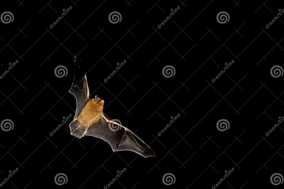 Bat stock photo. Image of wings, evening, brown, night - 98218814