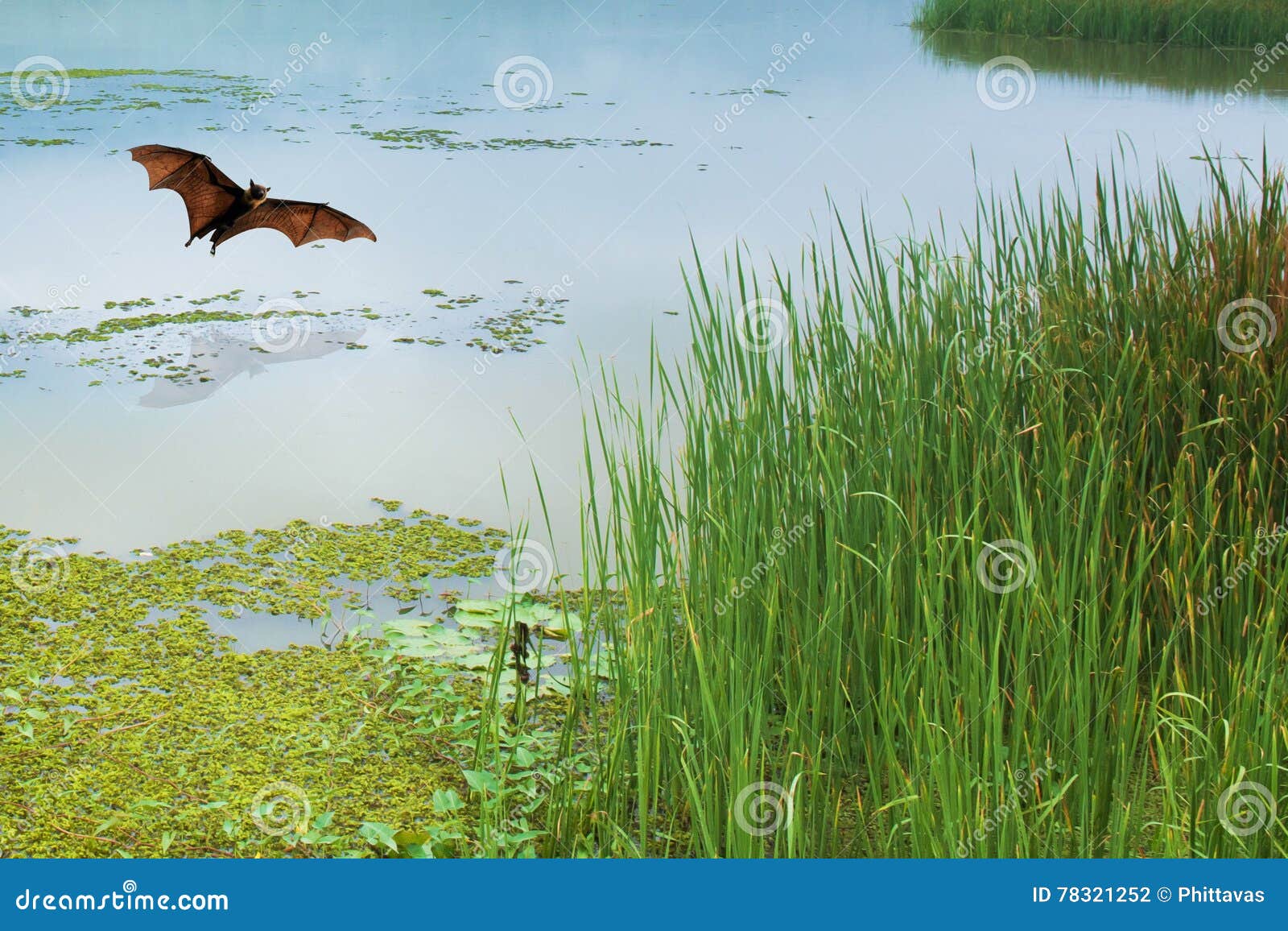 Bat Flying Over Calm River in Summer Stock Photo - Image of green, blue ...