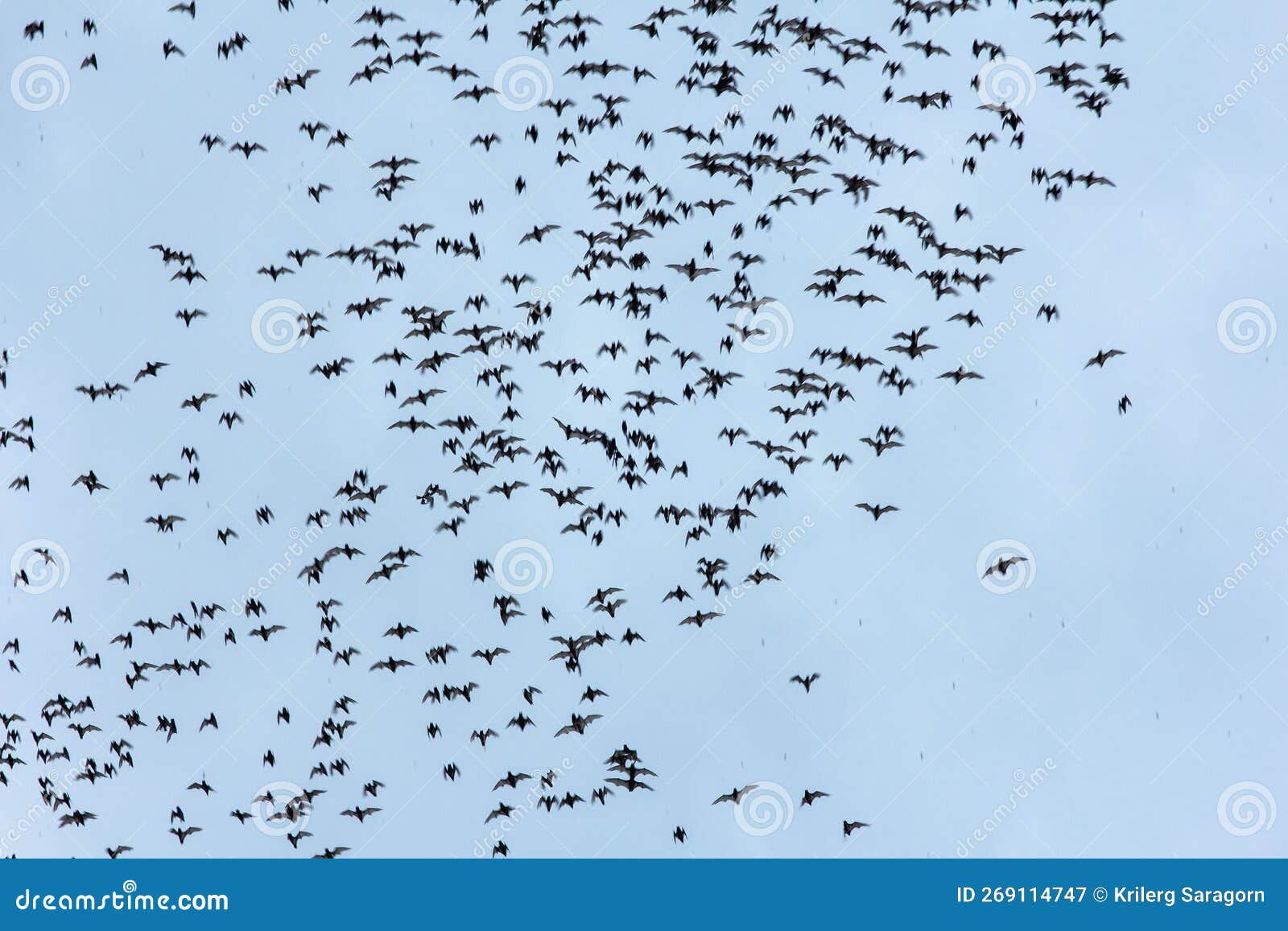 The Bat Flying Speedy Out of the Cave. Stock Image - Image of bird ...