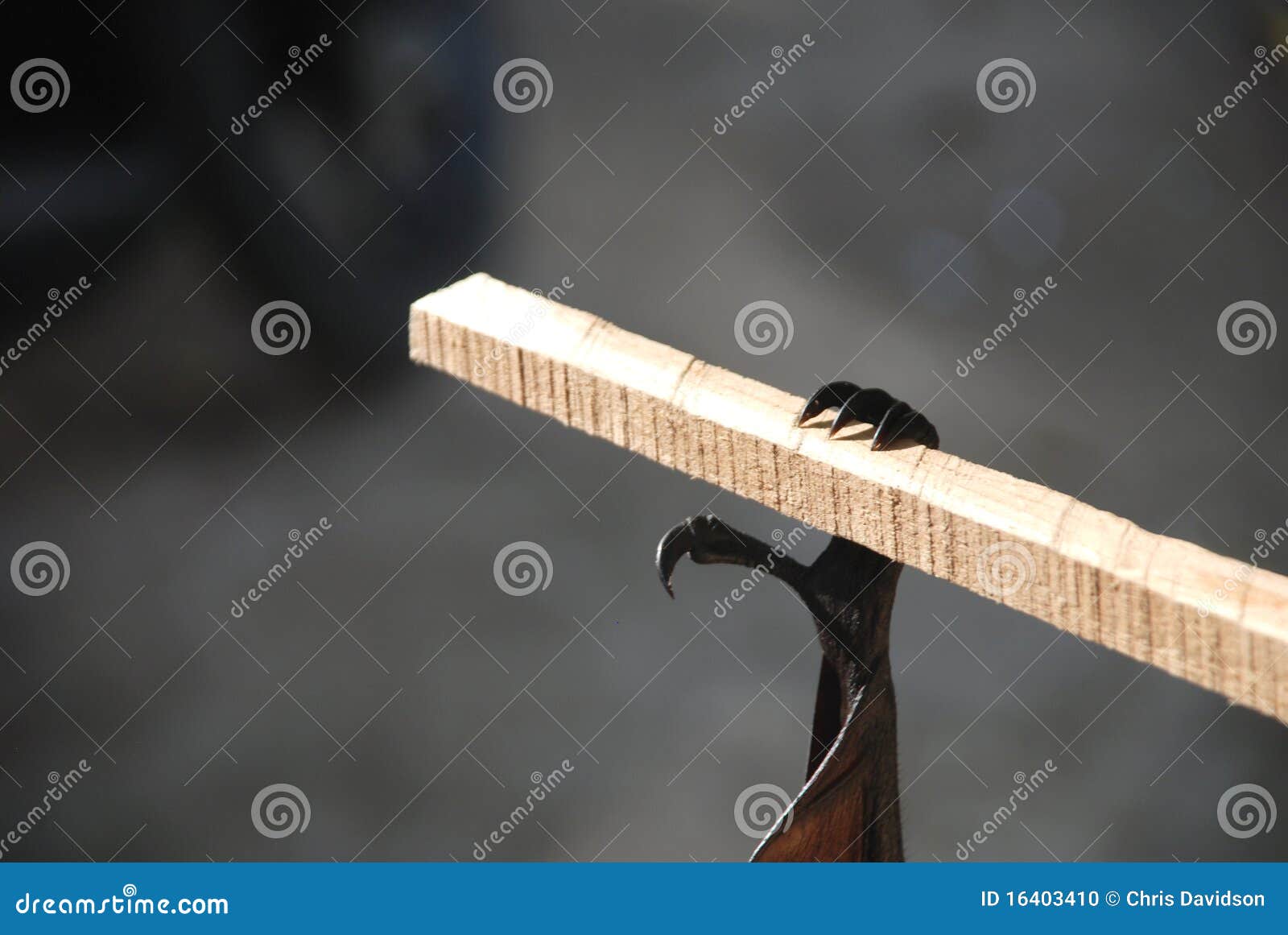 Bat Foot stock photo. Image of hanging, wildlife, east - 16403410