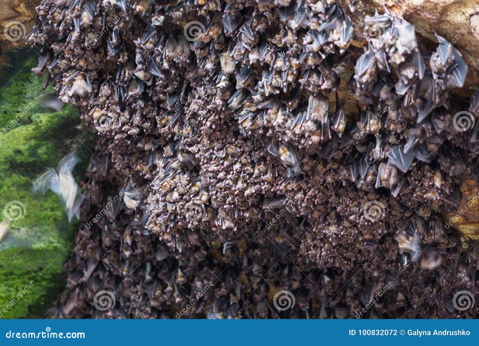 Bat stock photo. Image of acute, quarry, careful, rock - 100832072