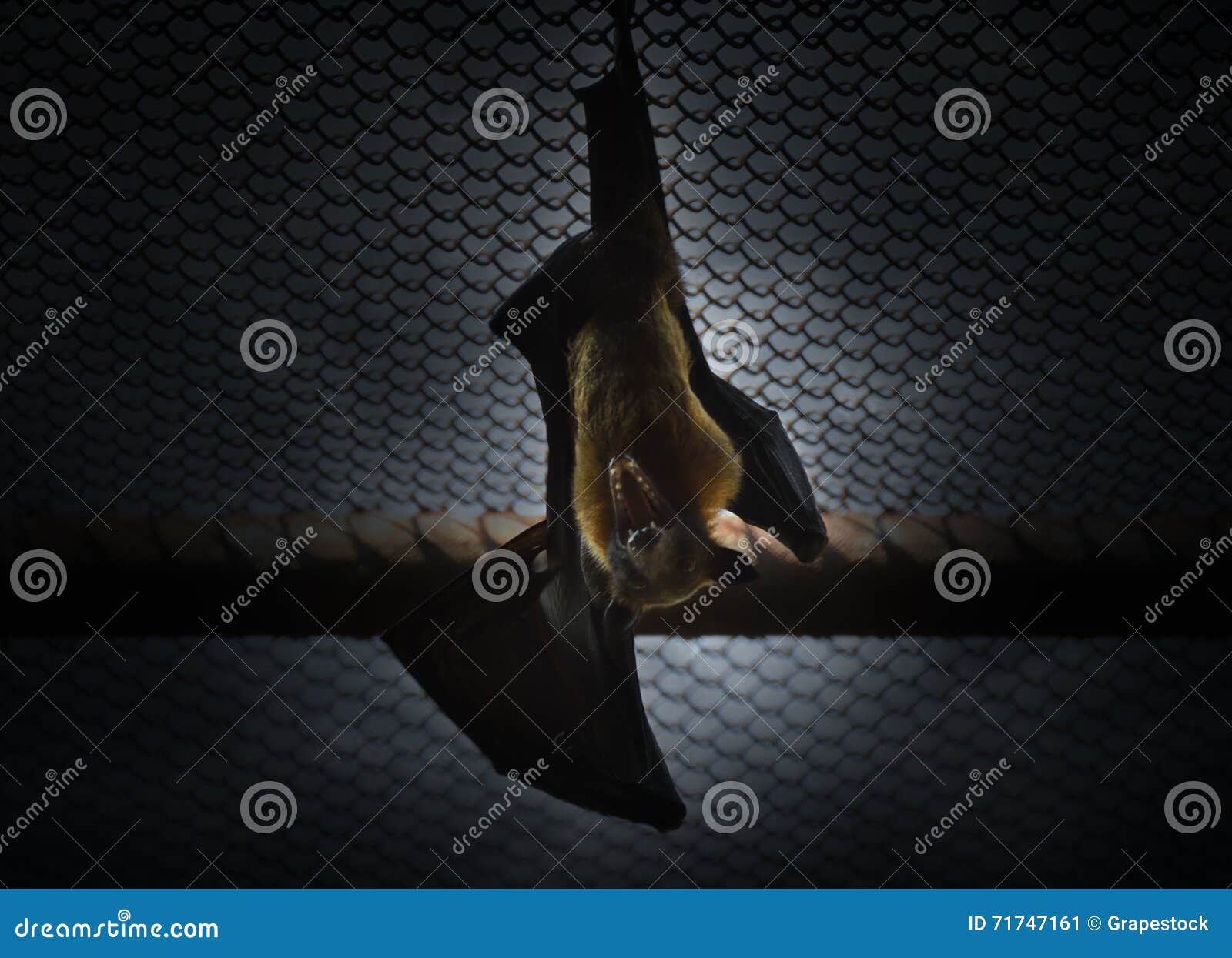 1,754 Bat Hang Stock Photos - Free & Royalty-Free Stock Photos from ...